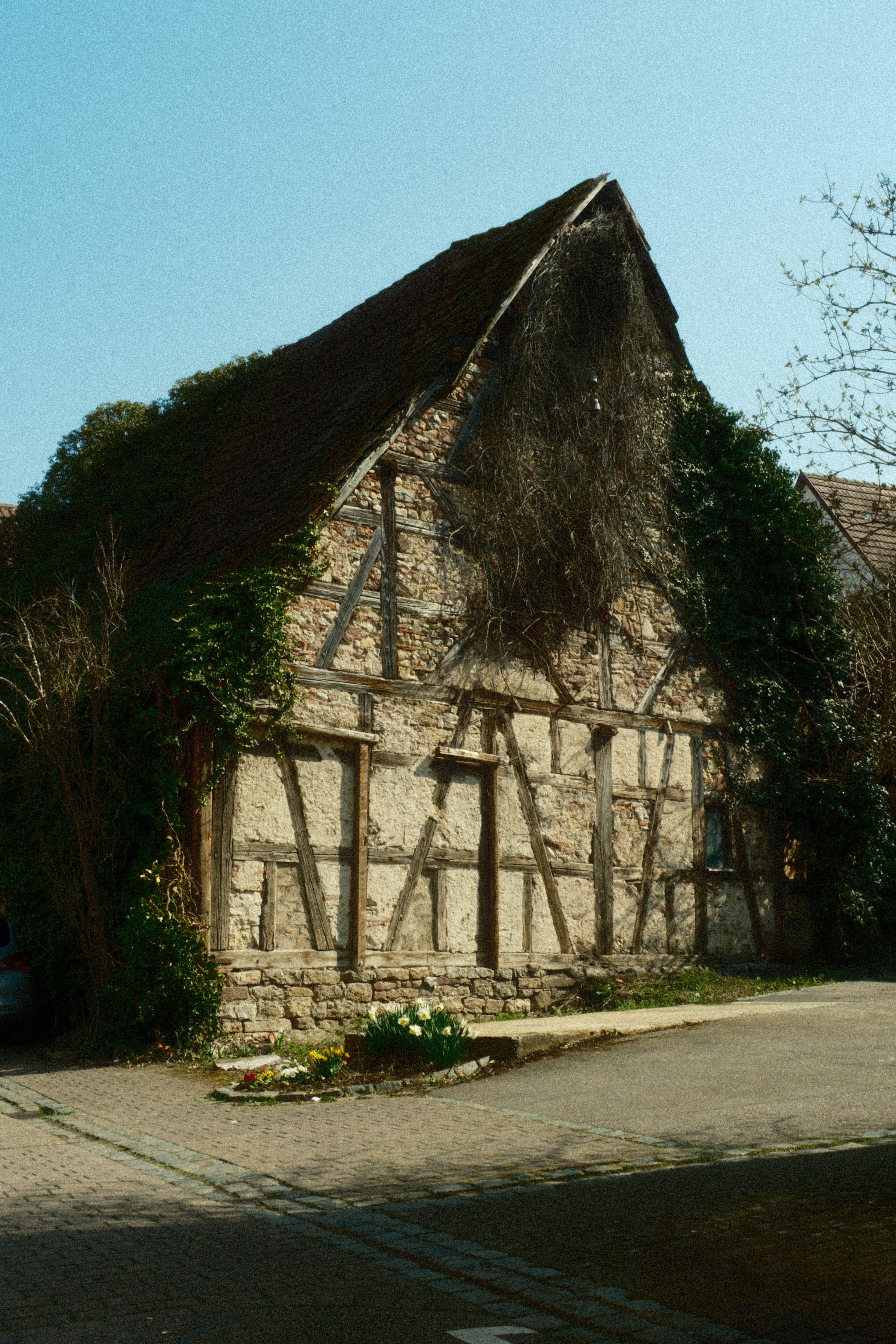 Sunlit Half-Timbered House with Ivy Veil