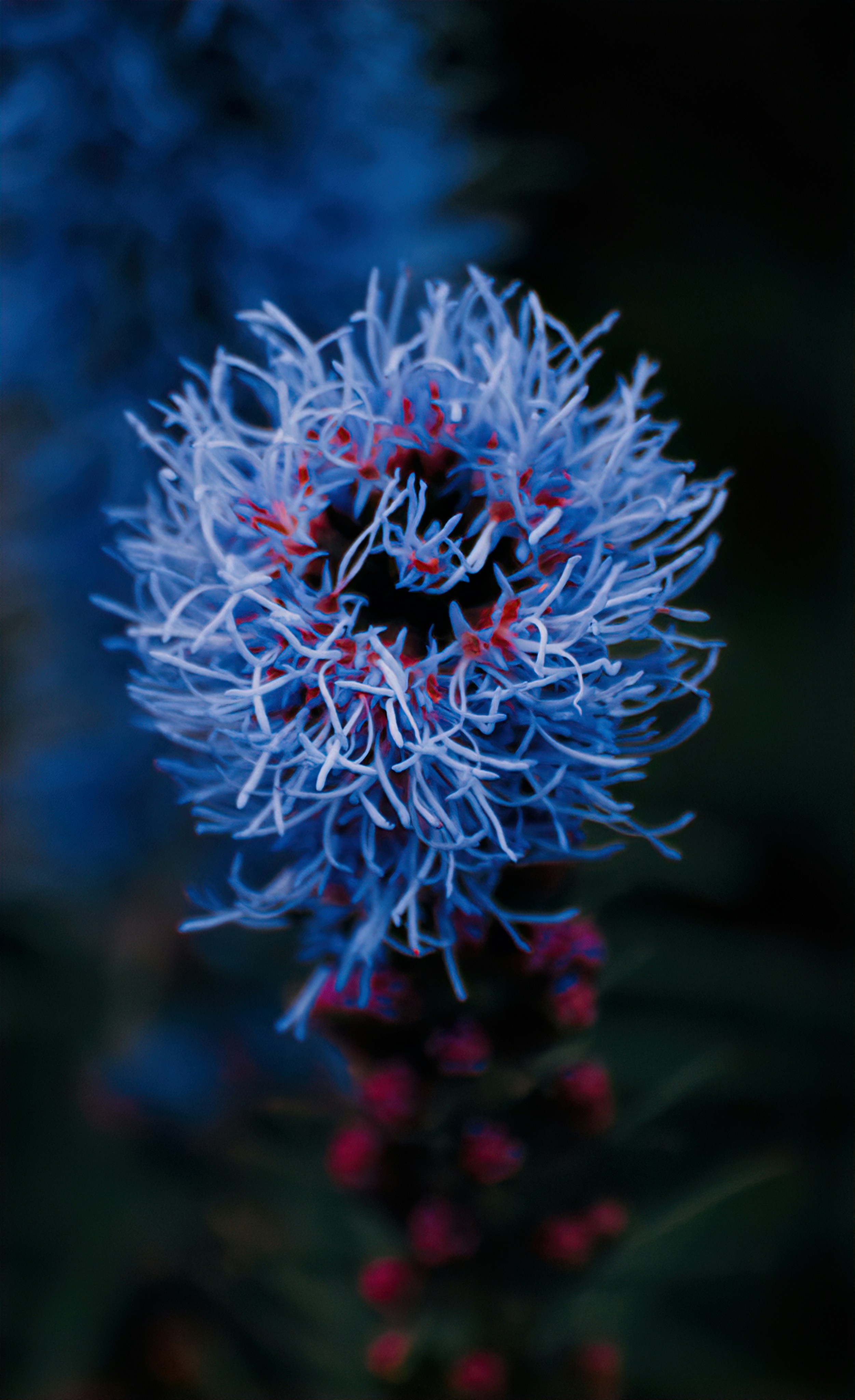 Midnight Bloom: Electric Blue Globe of Spindle-Like Petals