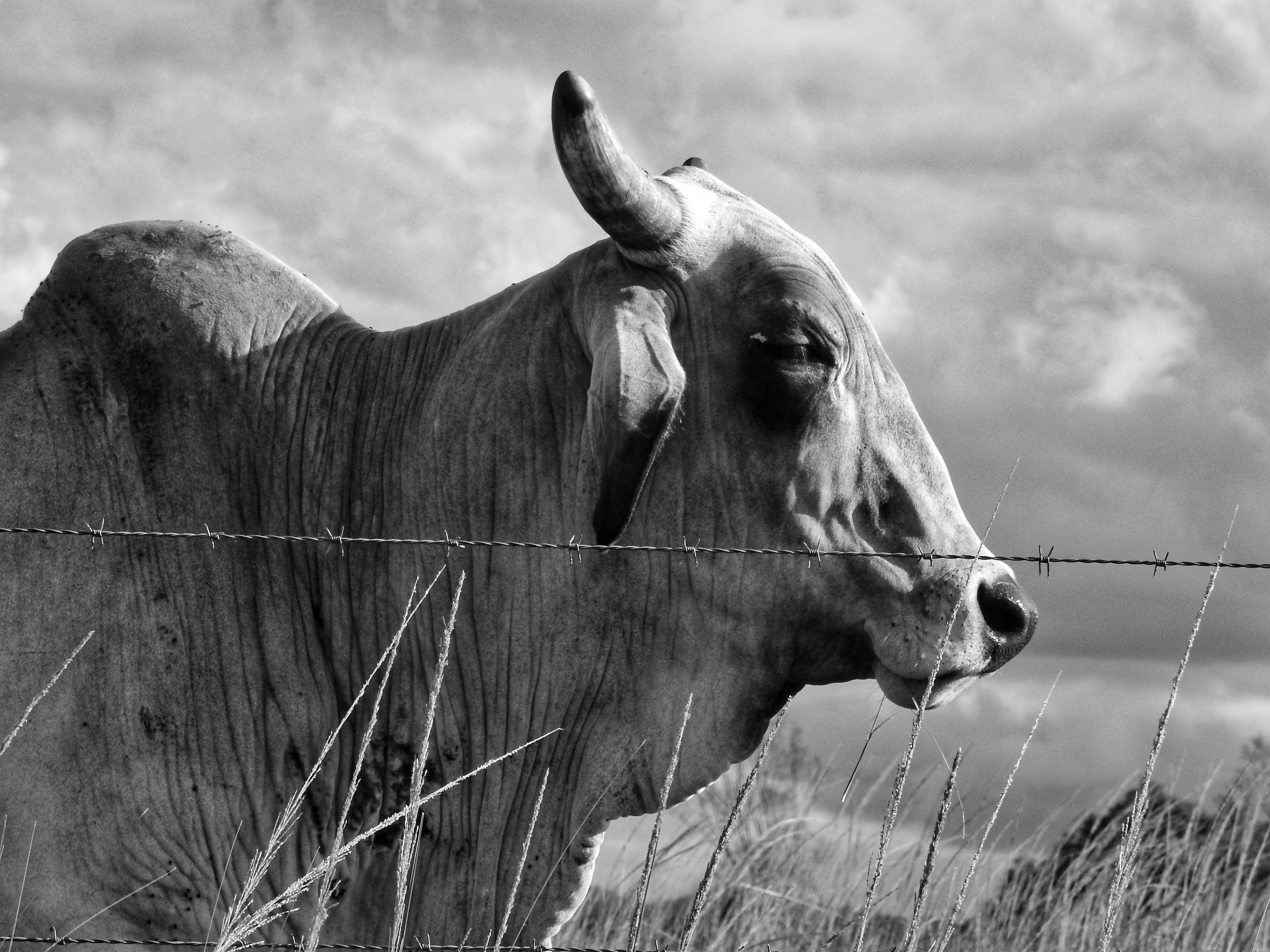 Low-Leaf Vigil: A Highland Cattle in Barbed Silence