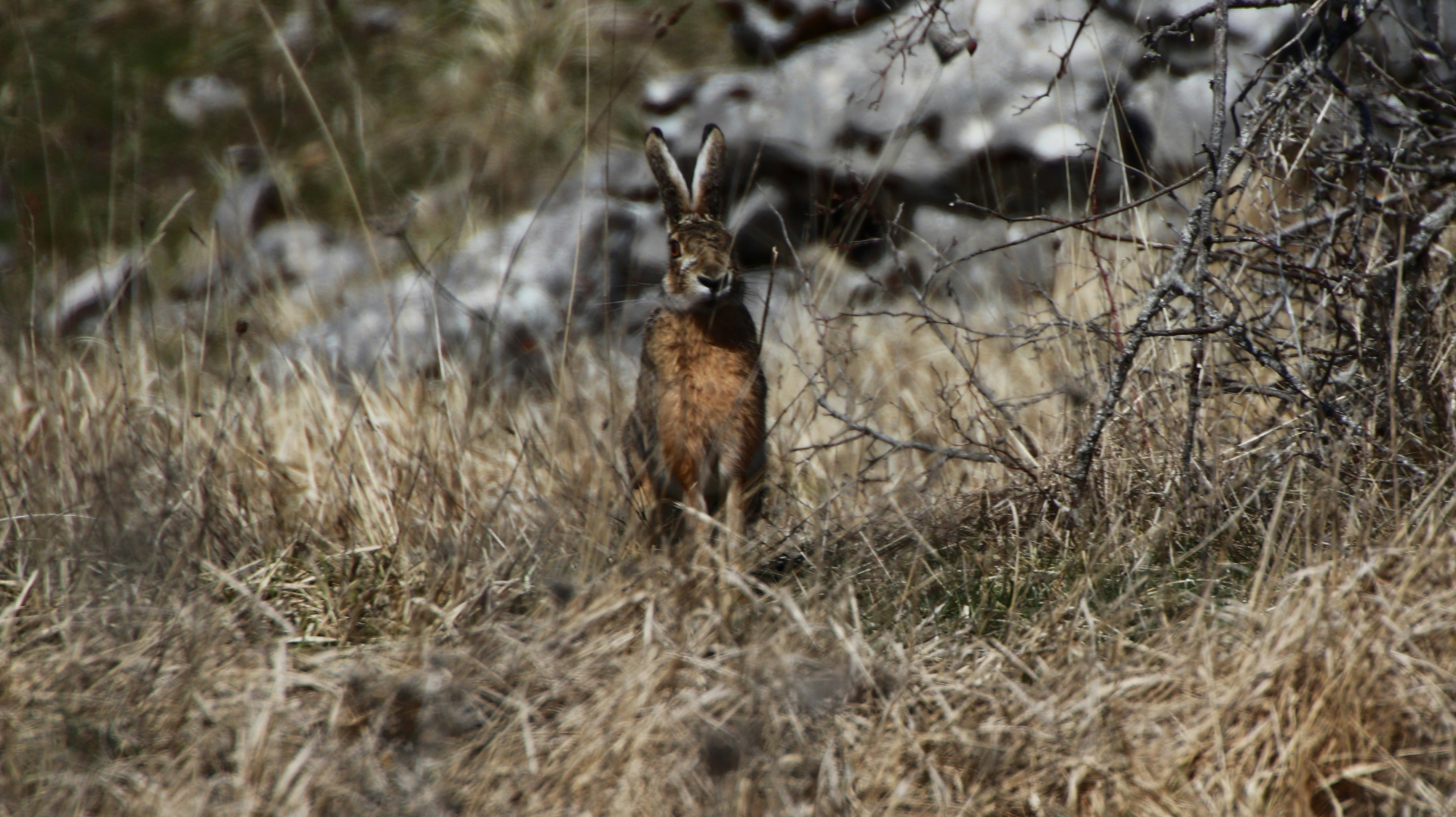 Hide and Seek in the Dry Meadow