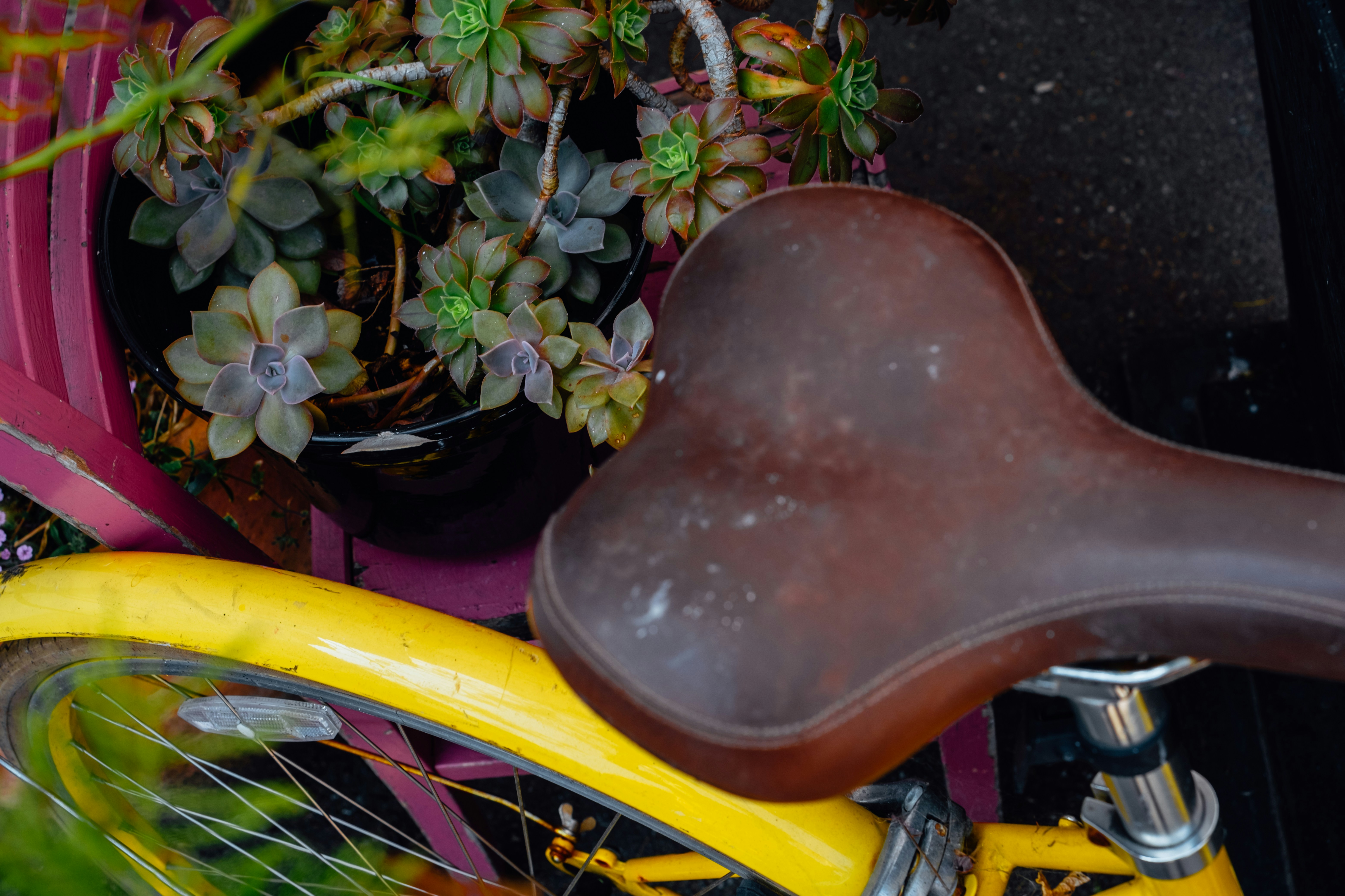 Sunlit Bicycle Seat Framing a Colorful Garden Bed