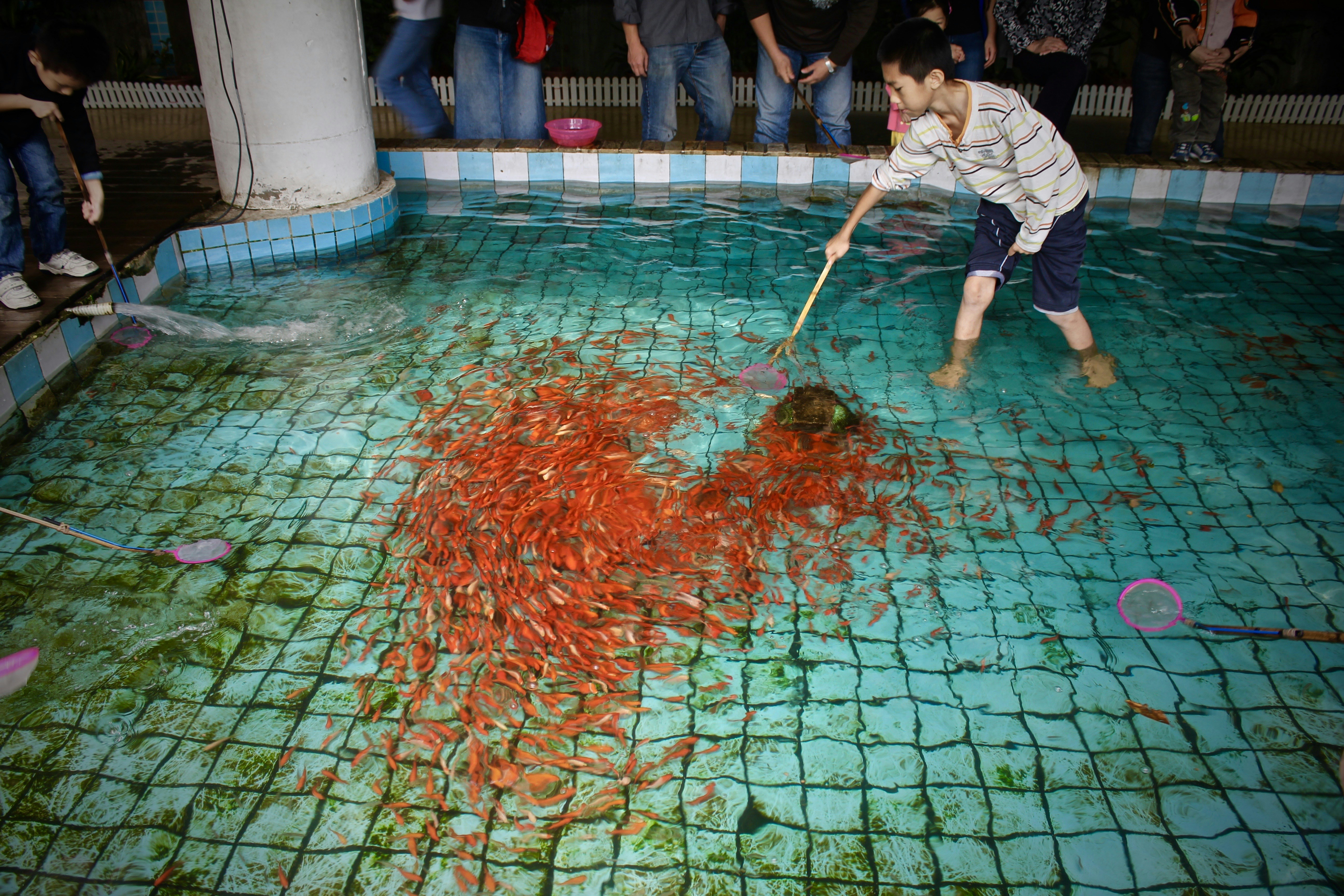 Tugging the Glow: A child sweeps koi into a pool net under dim pavilion lights