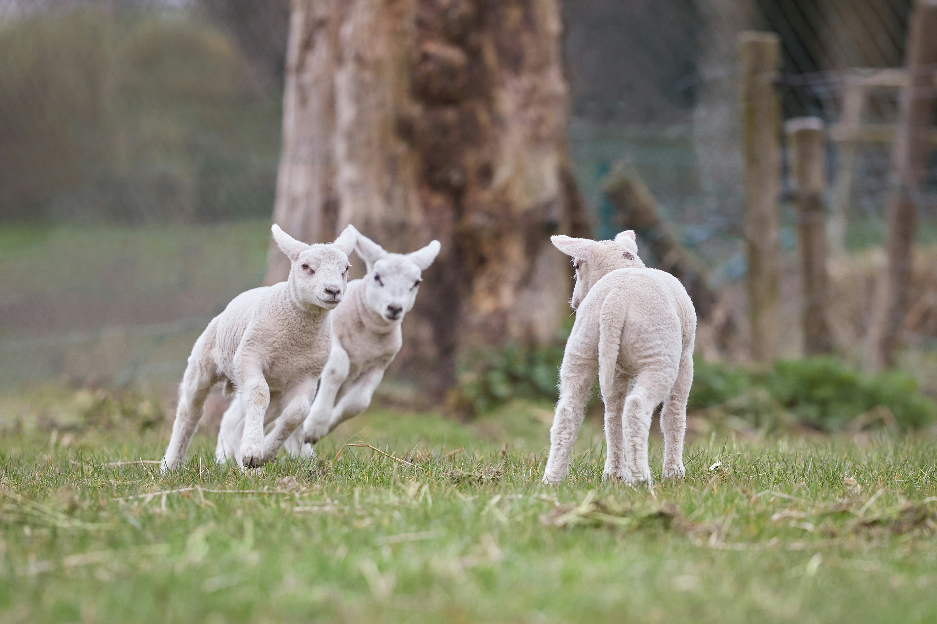 Three lambs in a sunlit paddock: a moment of playful pursuit