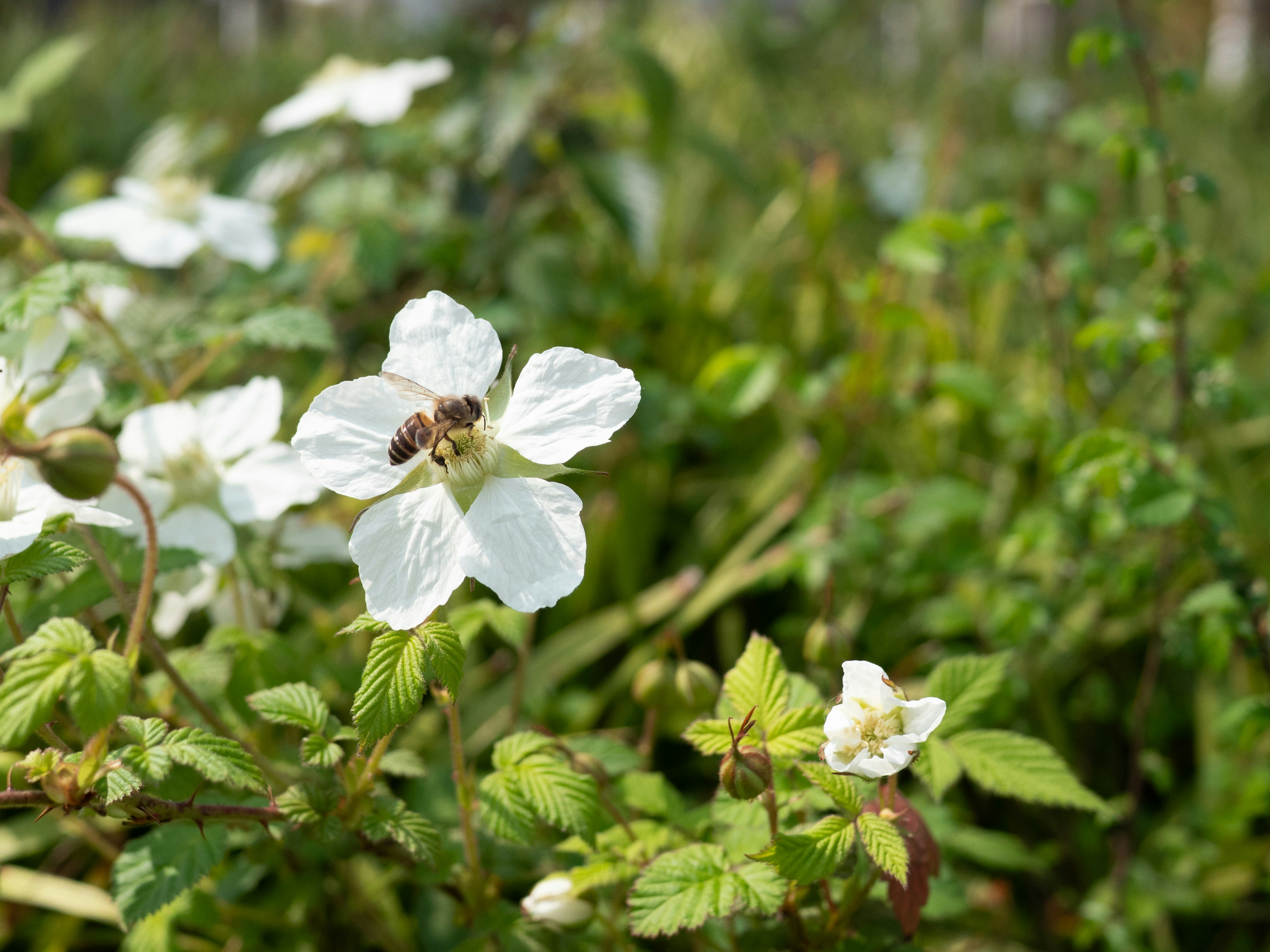 Bee on a white wildflower in a sunlit meadow