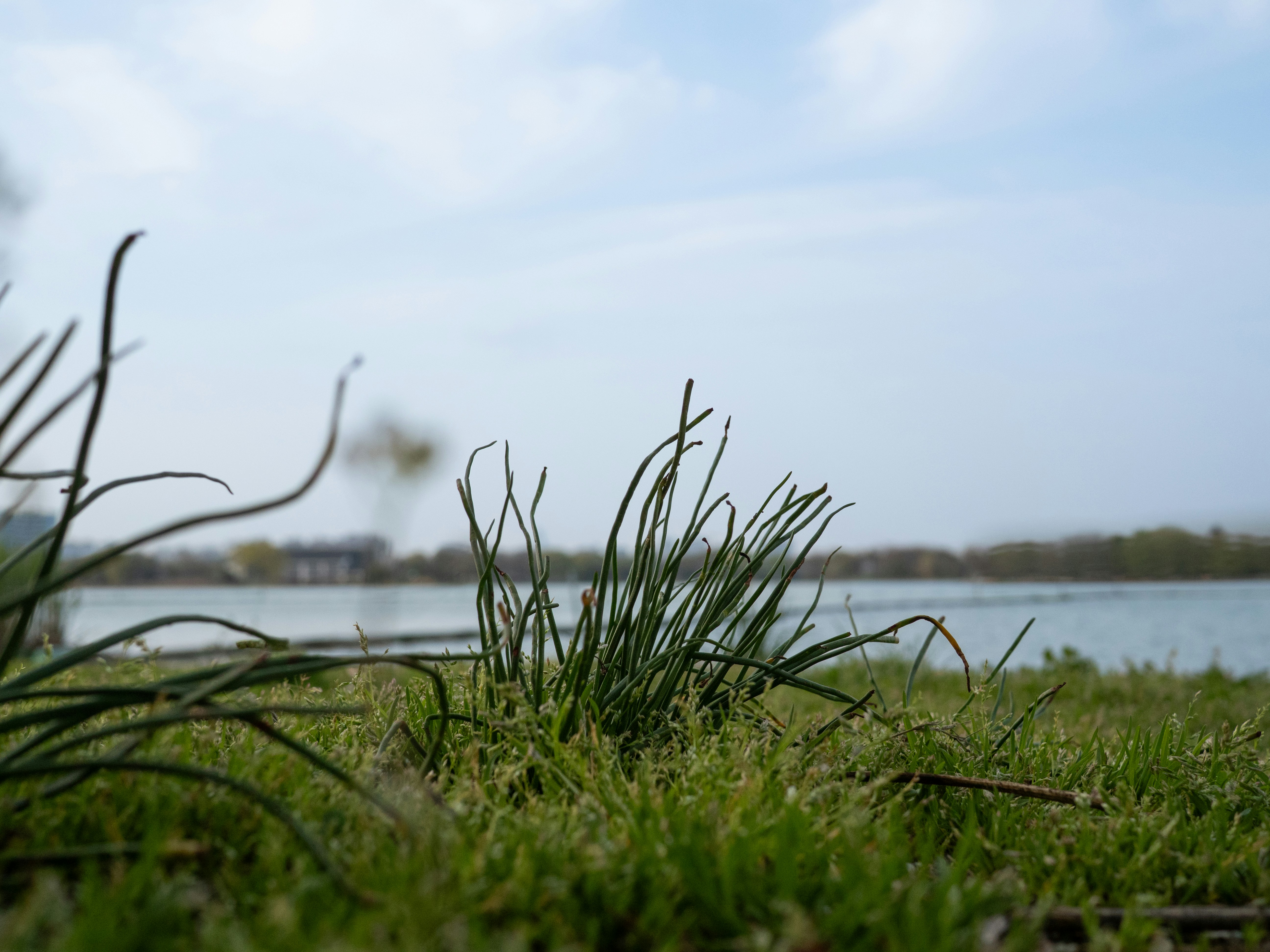 Low-lying foreground greens meet a distant waterline under an airy sky