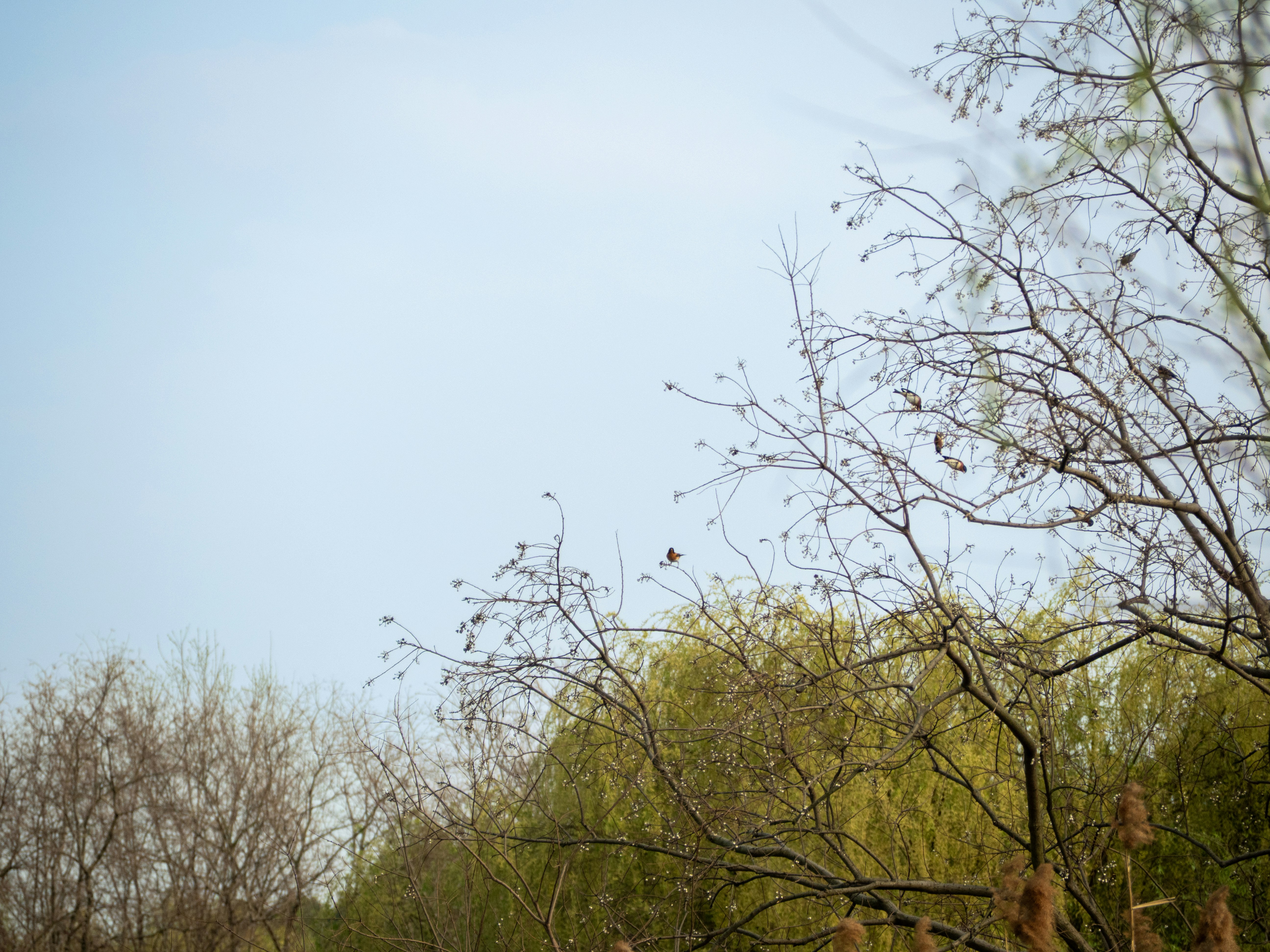 Sparse trees along a distant horizon with fresh green and brown branches against a pale blue sky; a quiet landscape emphasizing early spring foliage.