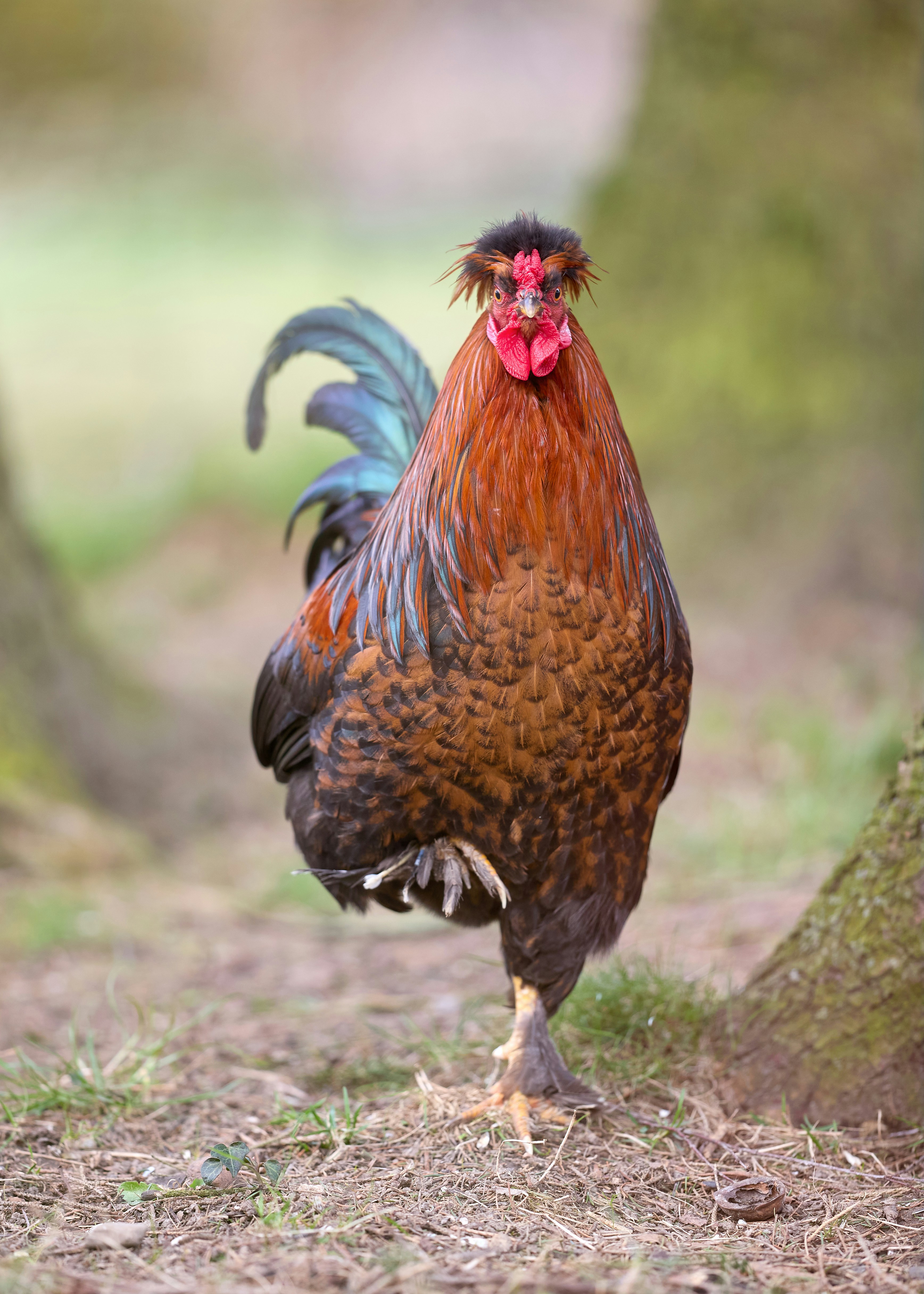Rooster in Studio-Soft Focus: The Royal Red Stand
