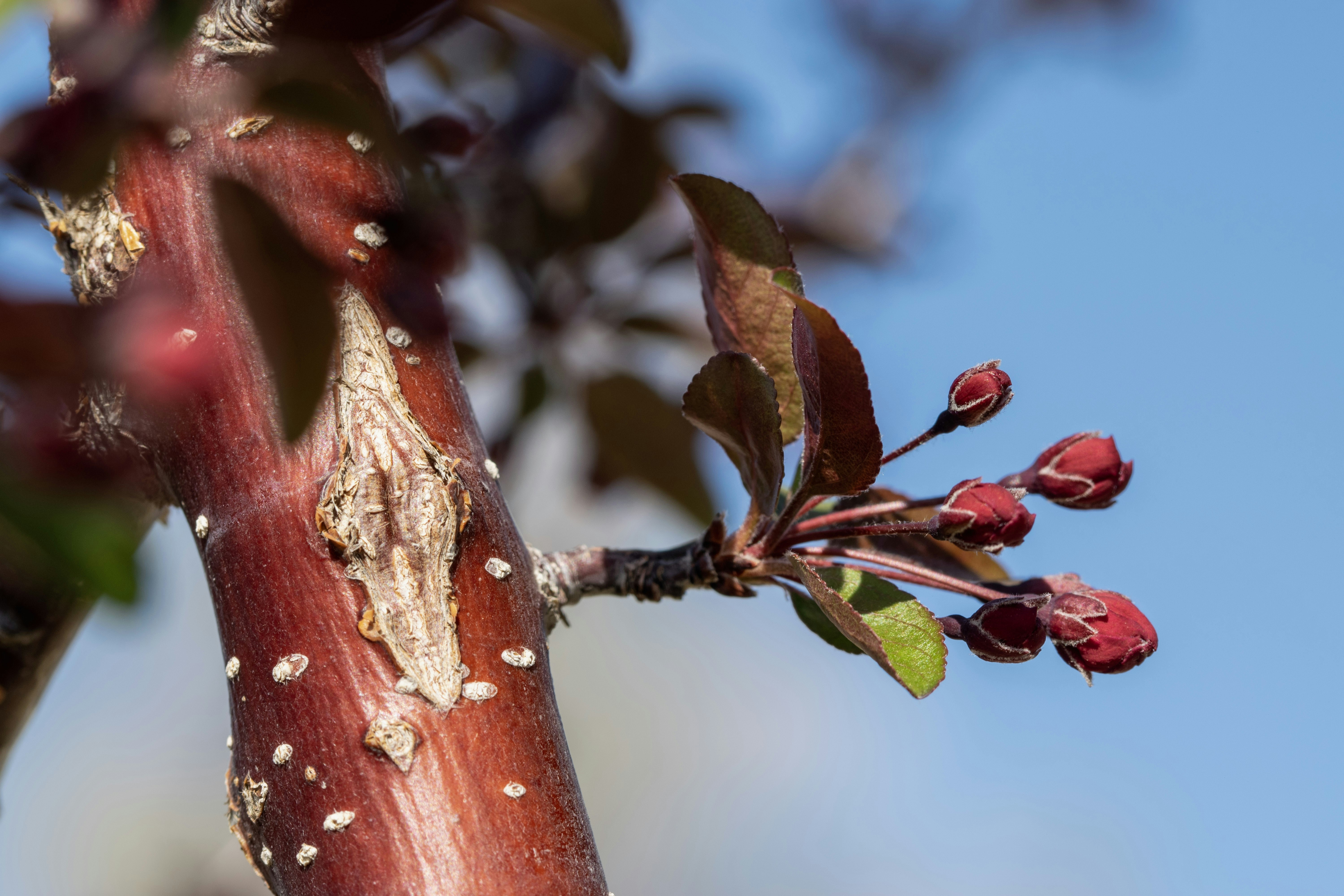 Crimson Buds on Red Bark Under a Clear Spring Sky