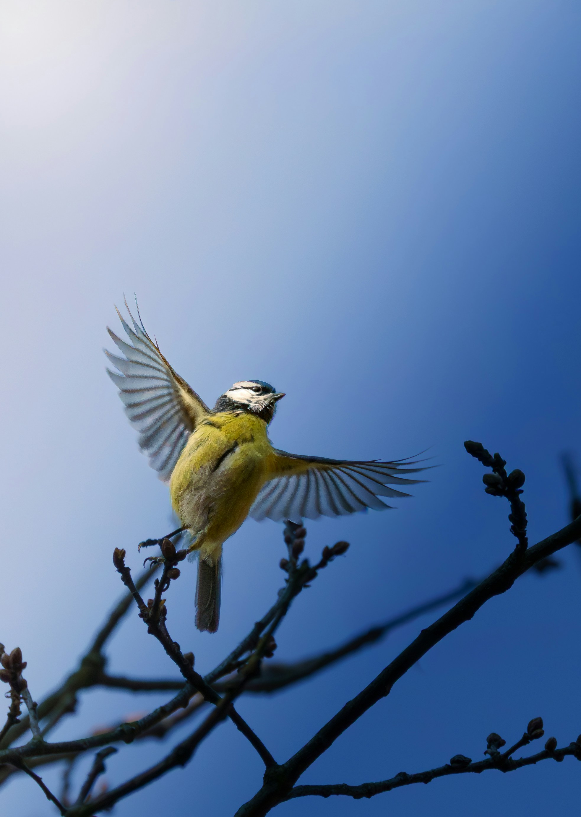 Wingbeat in the Blue: A Small Bird Takes Flight