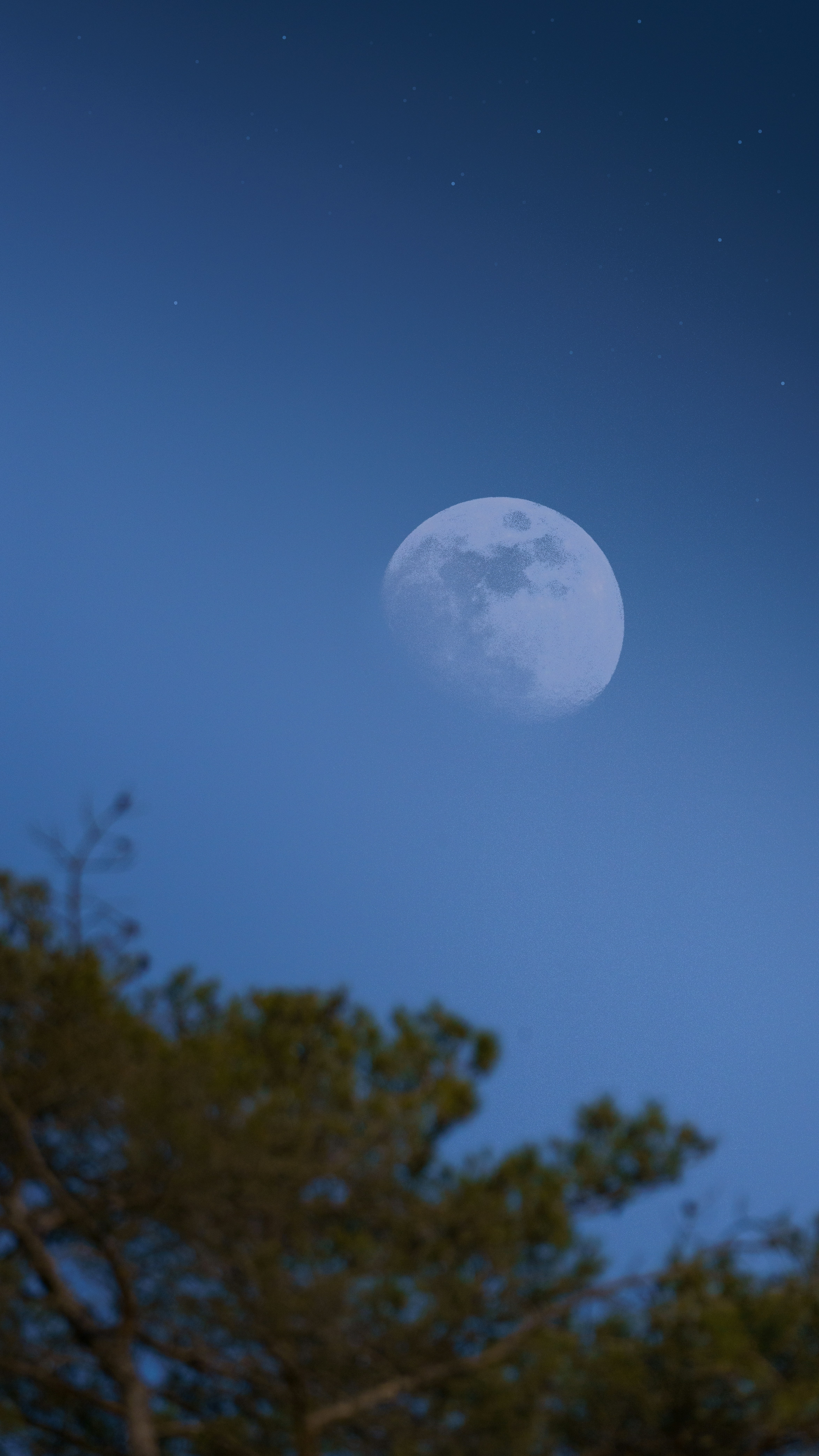 Moonrise Over Blue Twilight: A Lone Moon Above Quiet Pines