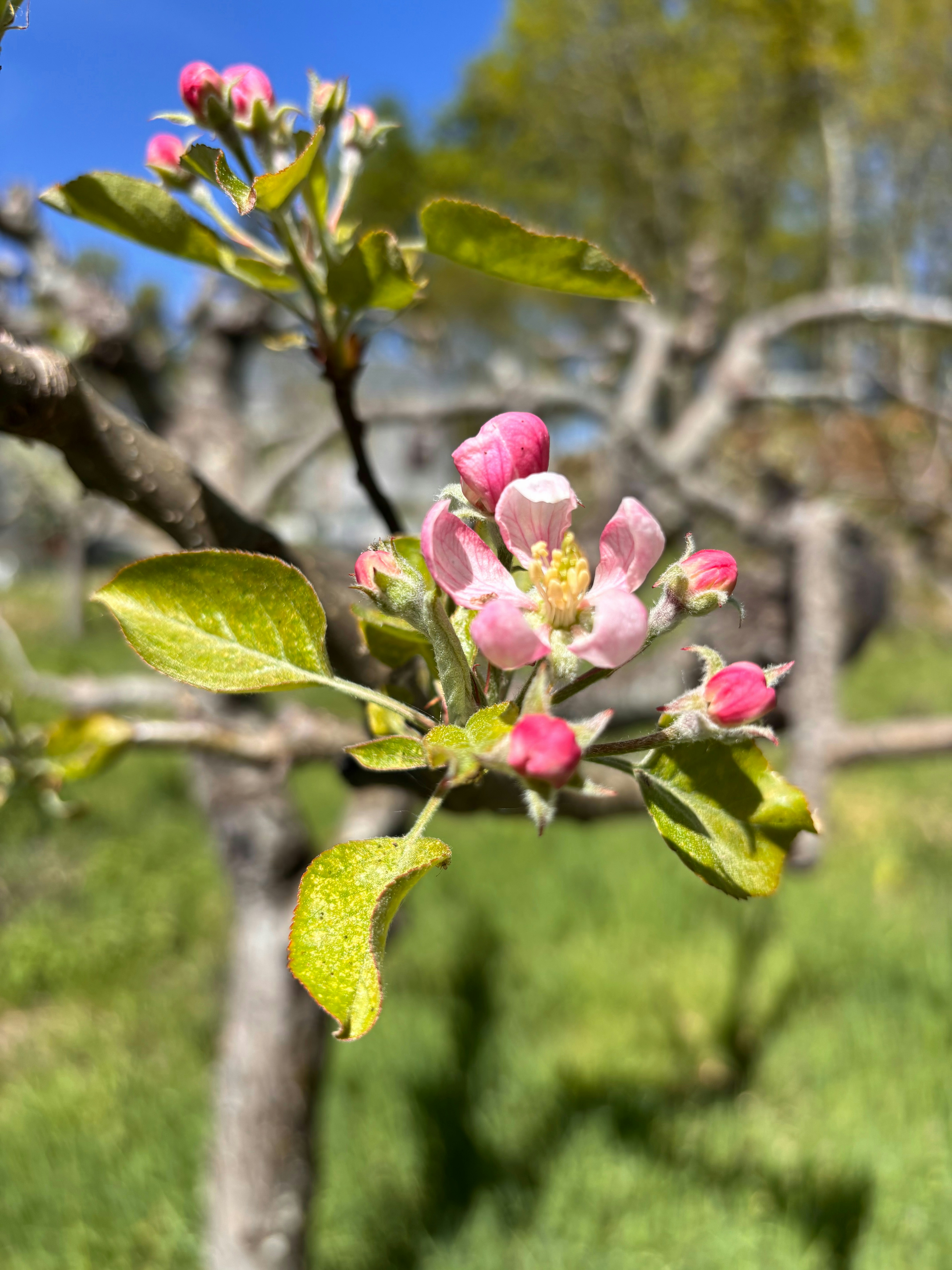 Pink blossom in sharp focus against a sunlit orchard