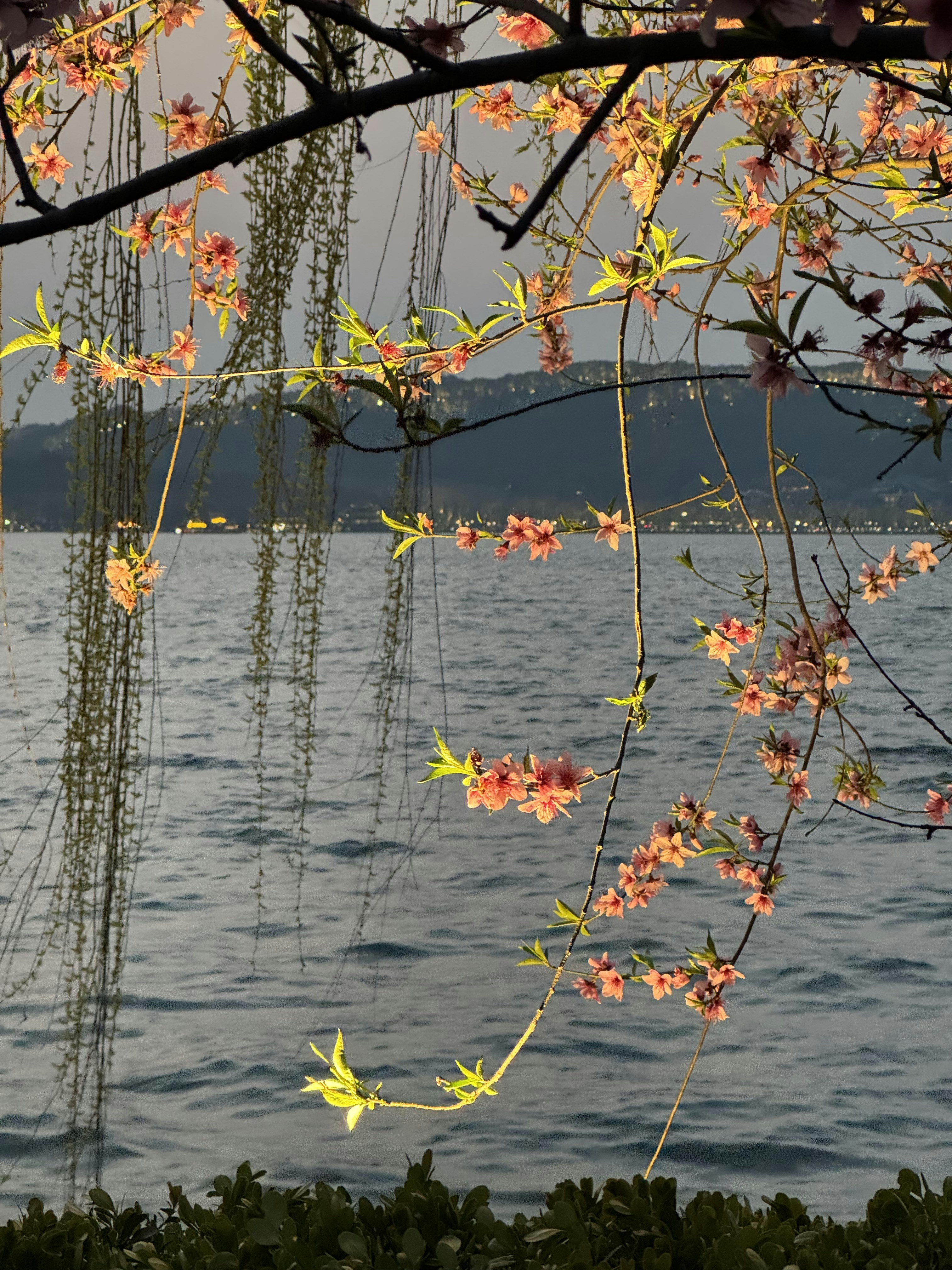 Willow Fronds over Calm Lake with Pink Blossoms