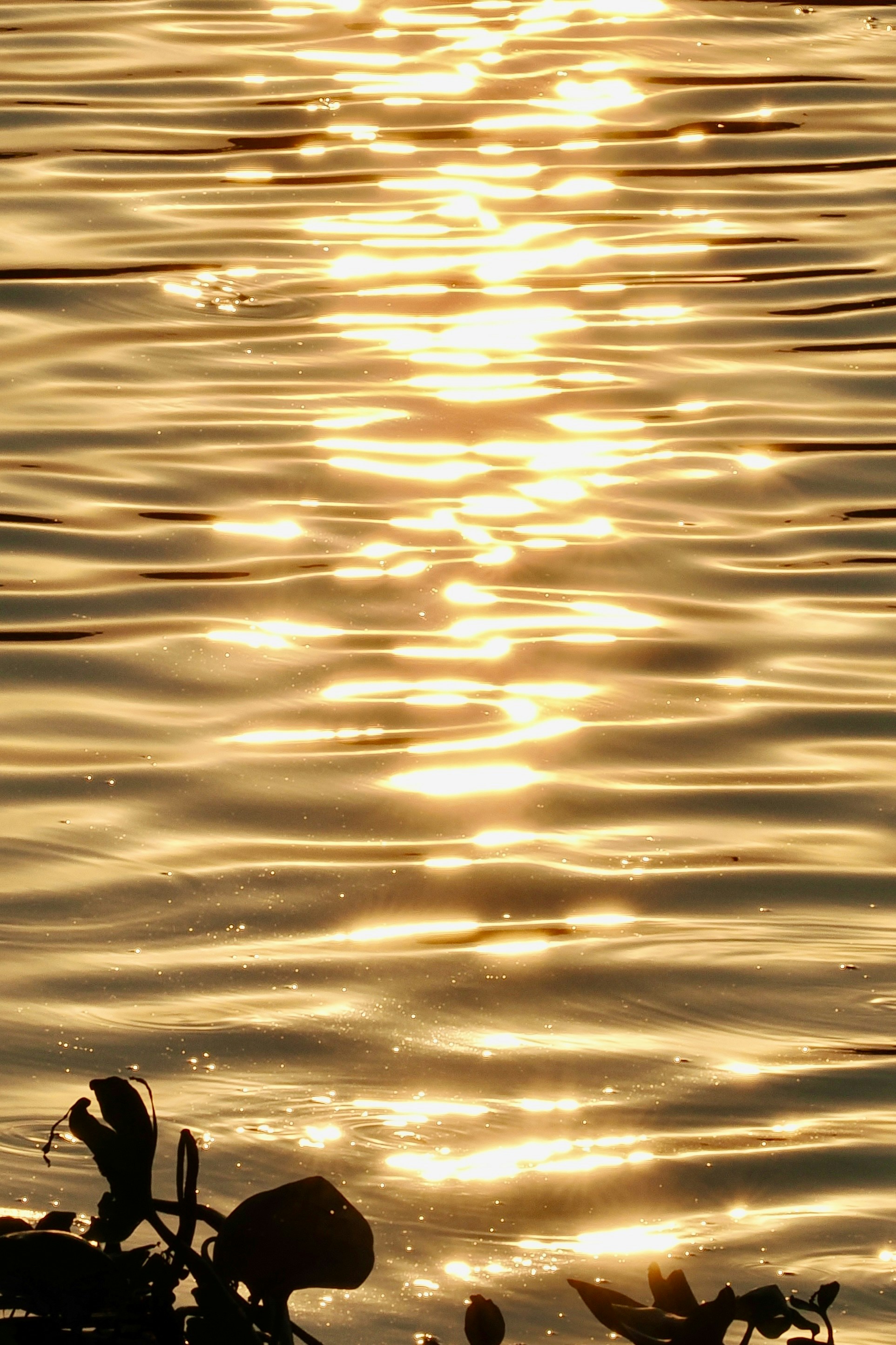 Golden Ripples at Dusk: Backlit silhouette by the water