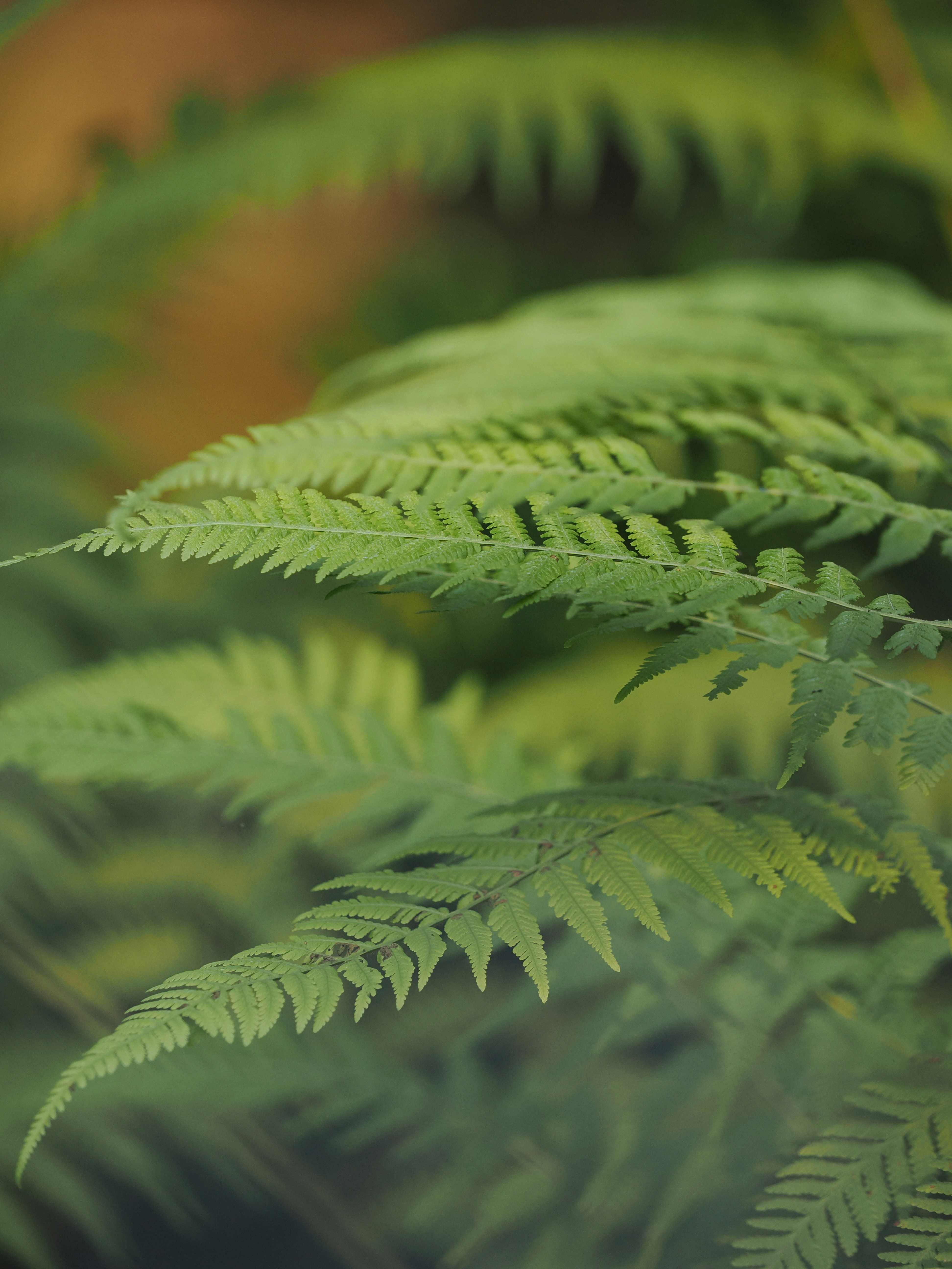Fern Study: Close-Up of Fronds in Soft Green Light