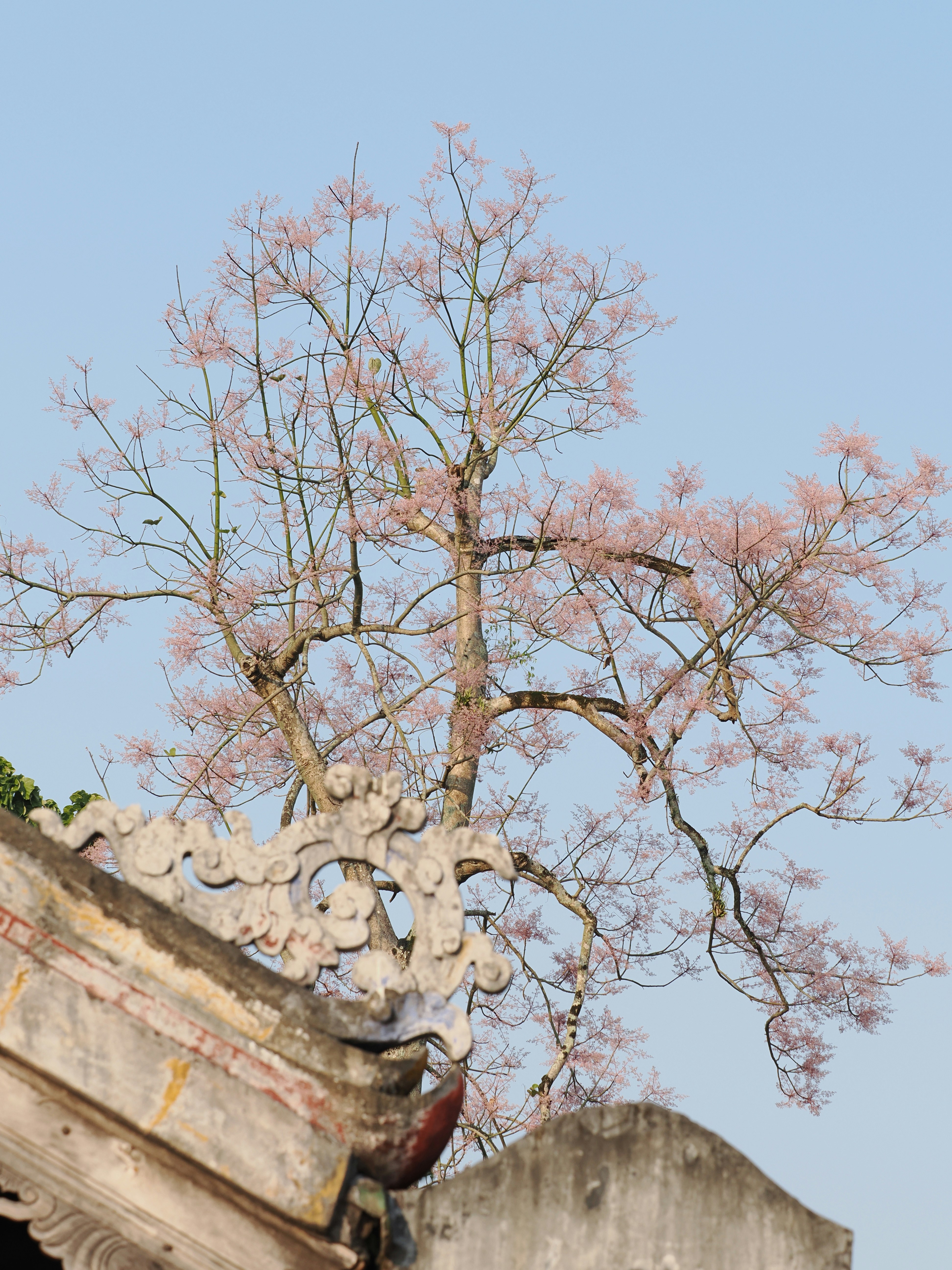 Blossoms Crown an Ancient Pine: A Pagoda Roof Against a Clear Sky