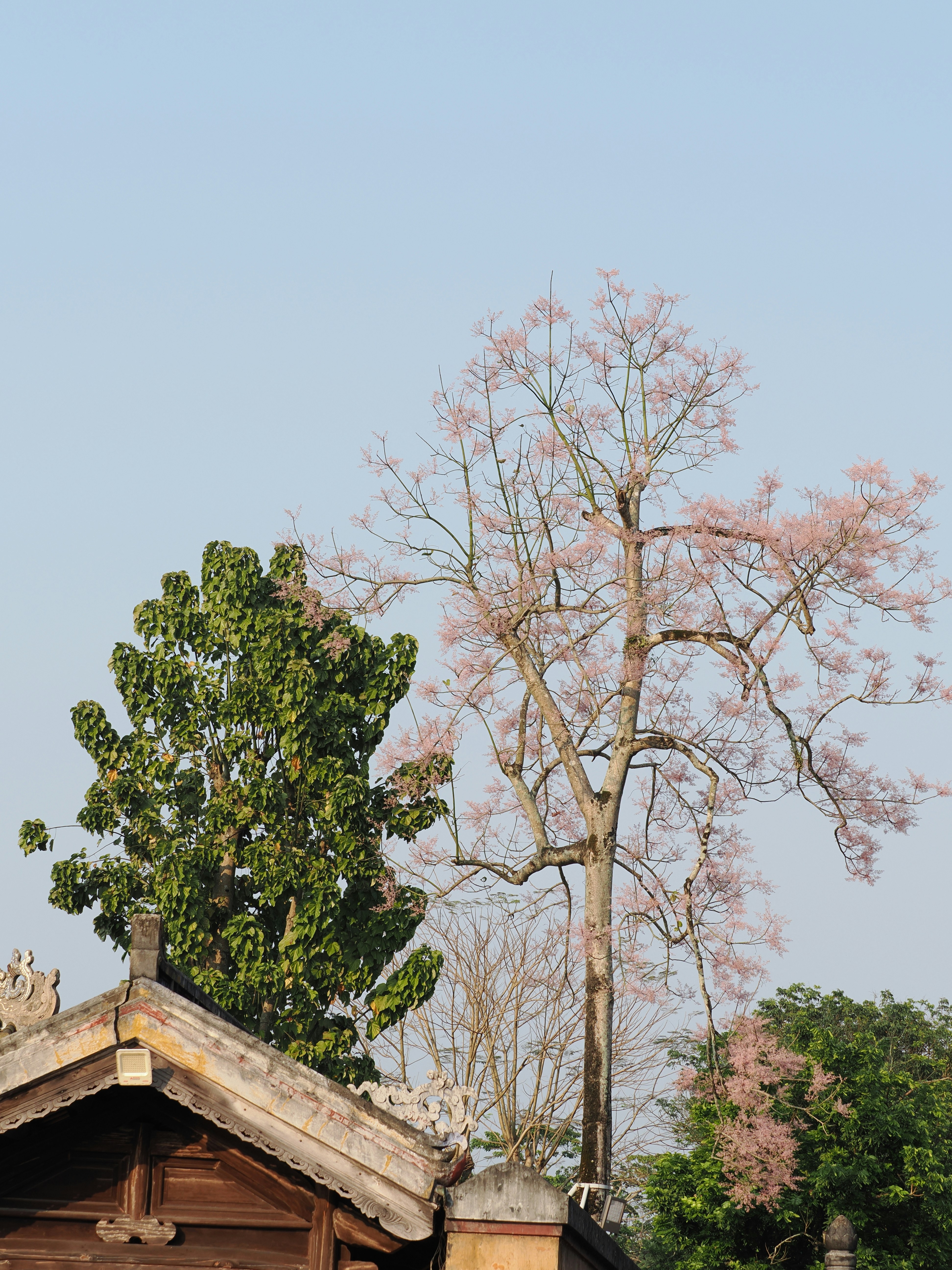 Blossoming Trees Above Traditional Rooftops at Dawn