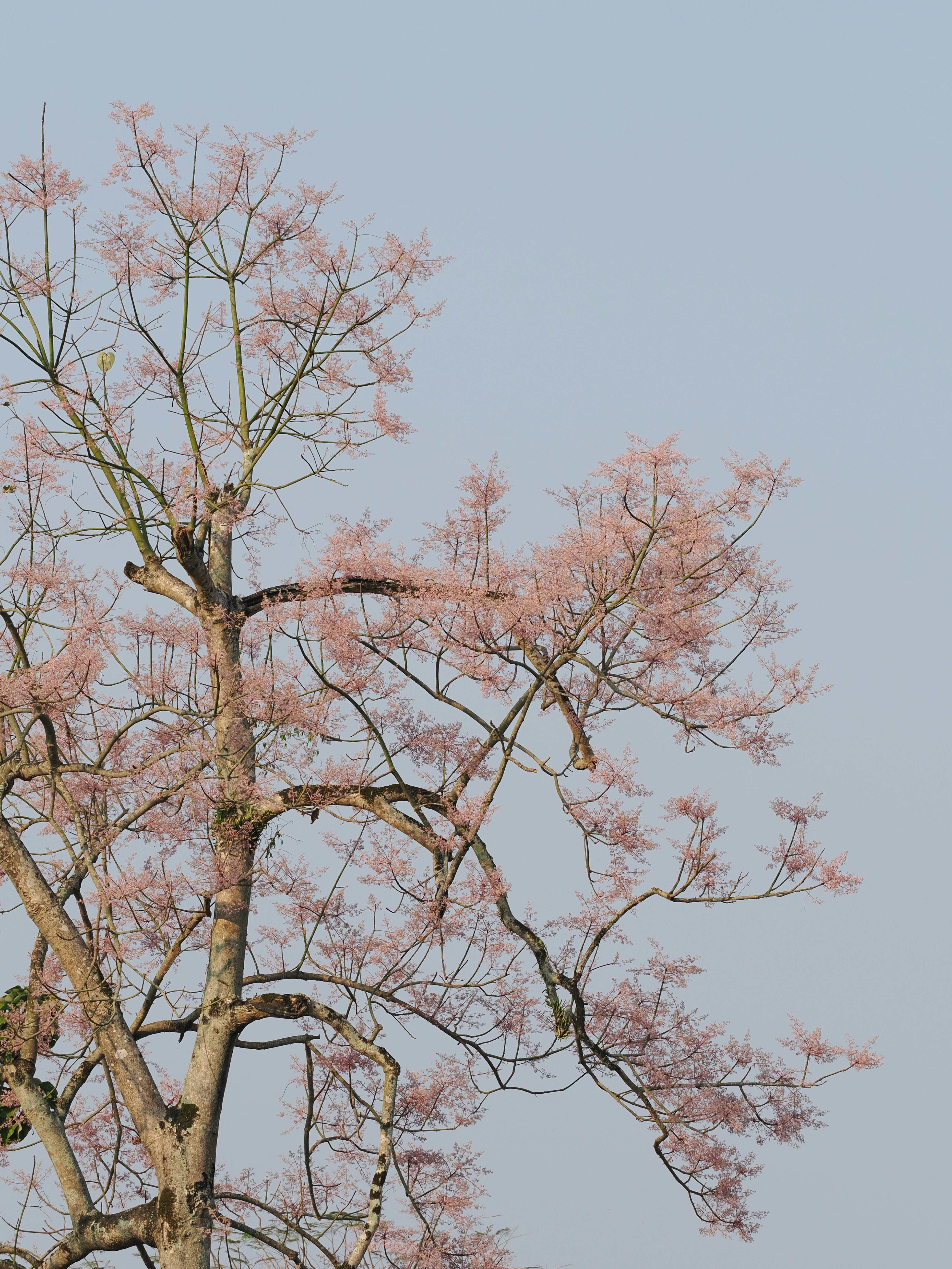 Blossoming Network: A Pink-Arbor Cathedral Reaches Toward Spring Sky