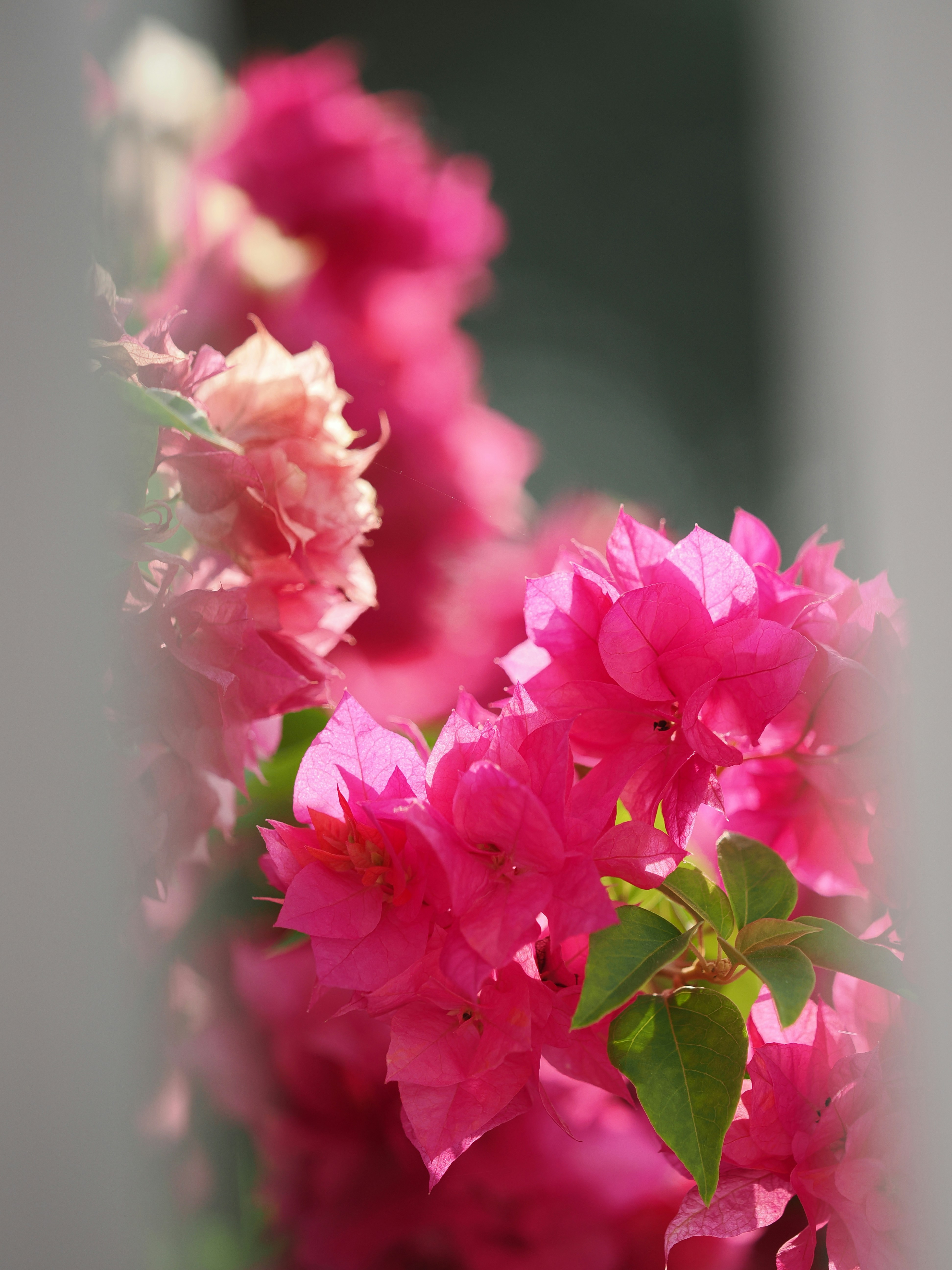 Blooming Pink Bougainvillea Framed by Soft Blur
