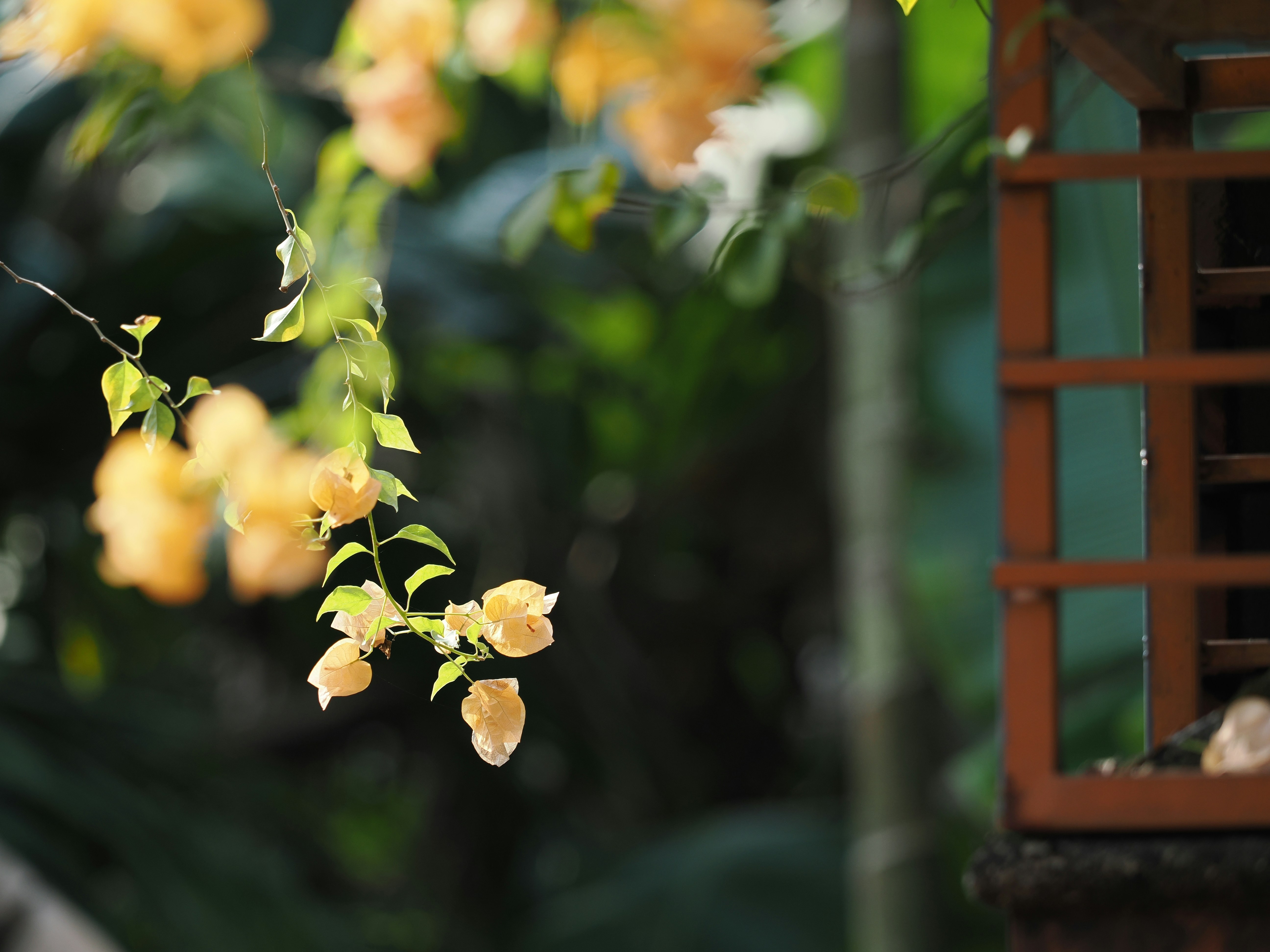 Golden blossoms drape a lattice garden