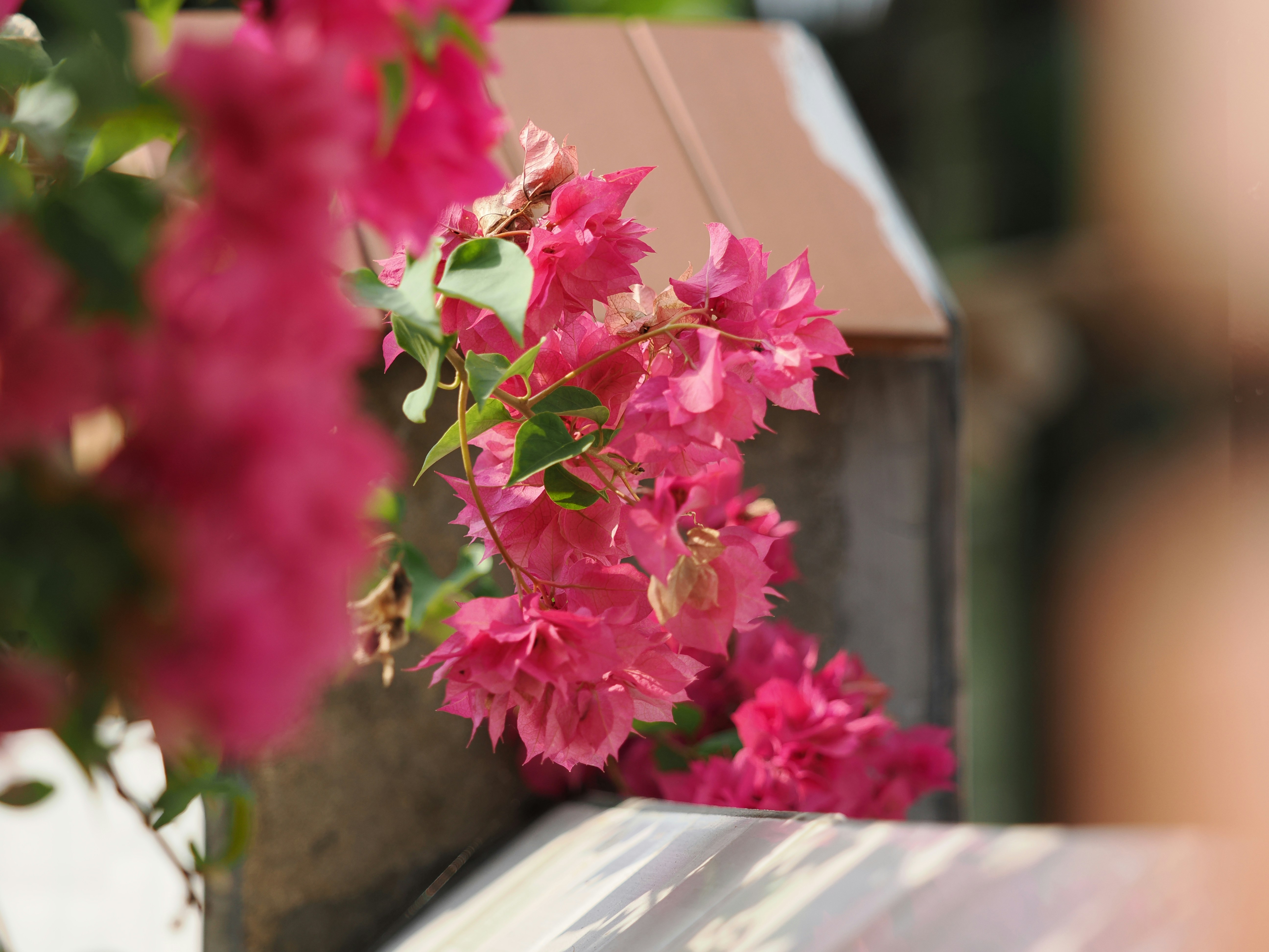 Bougainvillea in Focus: Fuchsia Clusters by a Weathered Facade