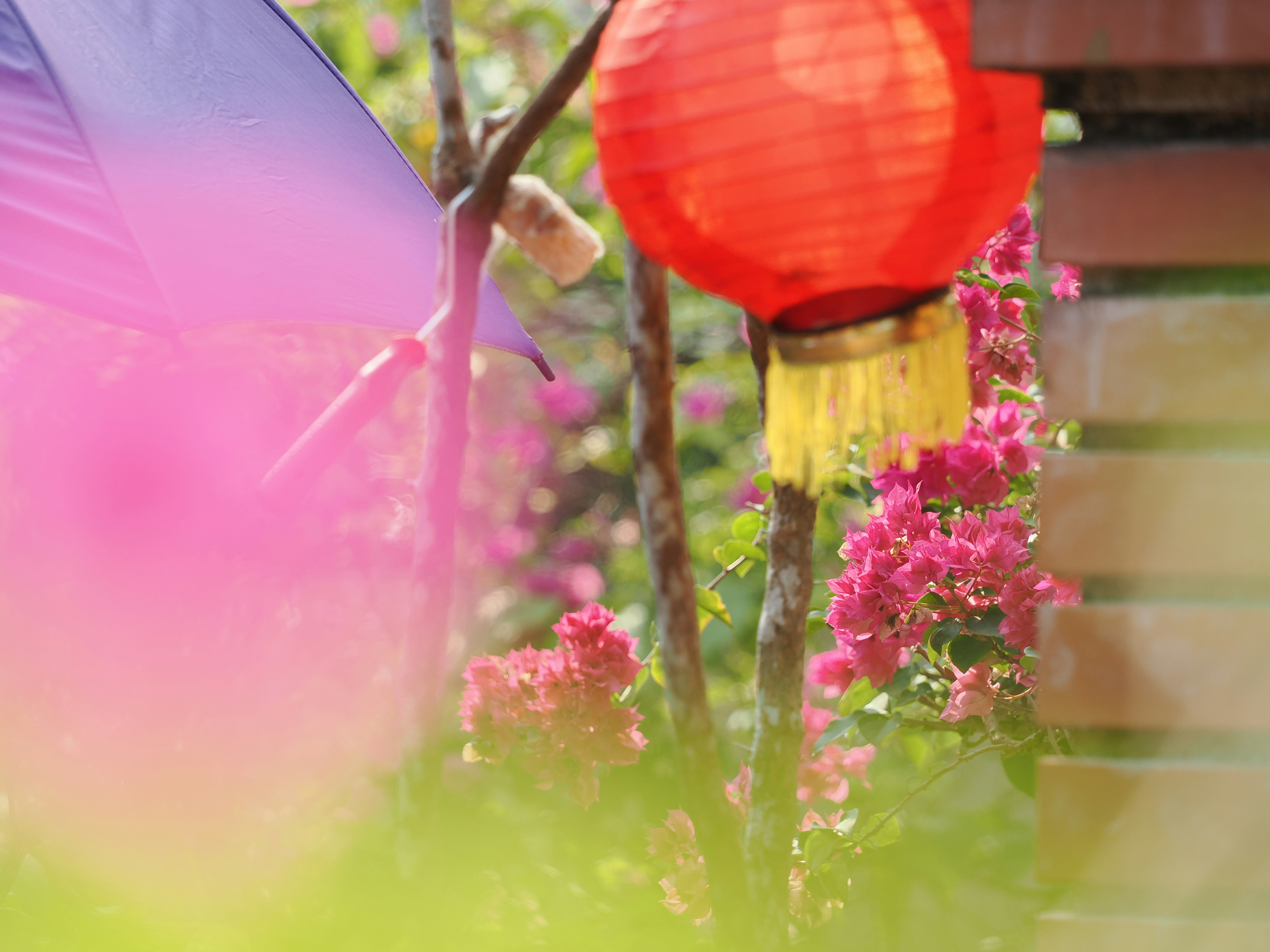Red lantern glow among pink blossoms and soft garden haze