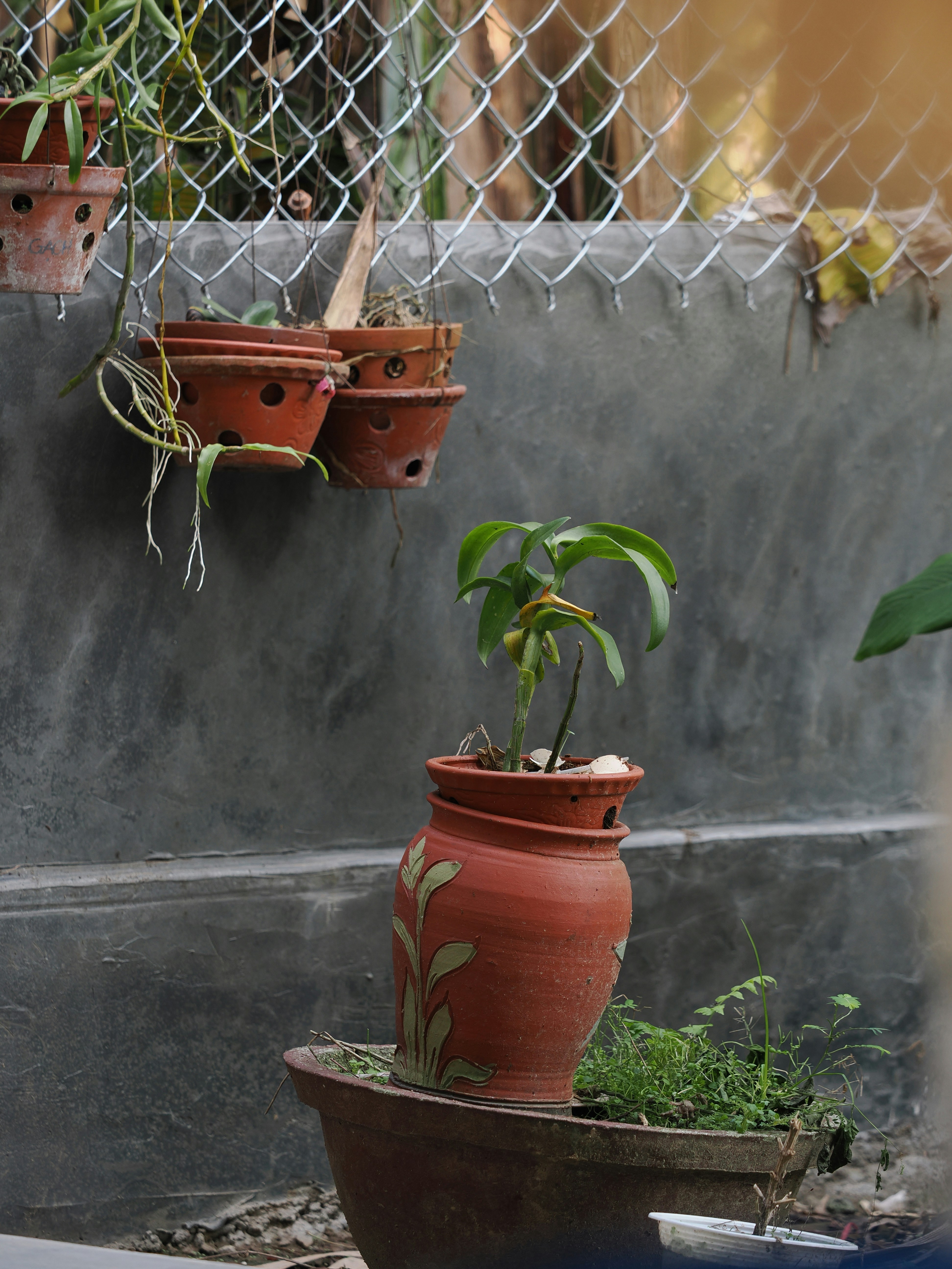 Rooted in Clay: A Tiny Sapling in an Ornate Pot