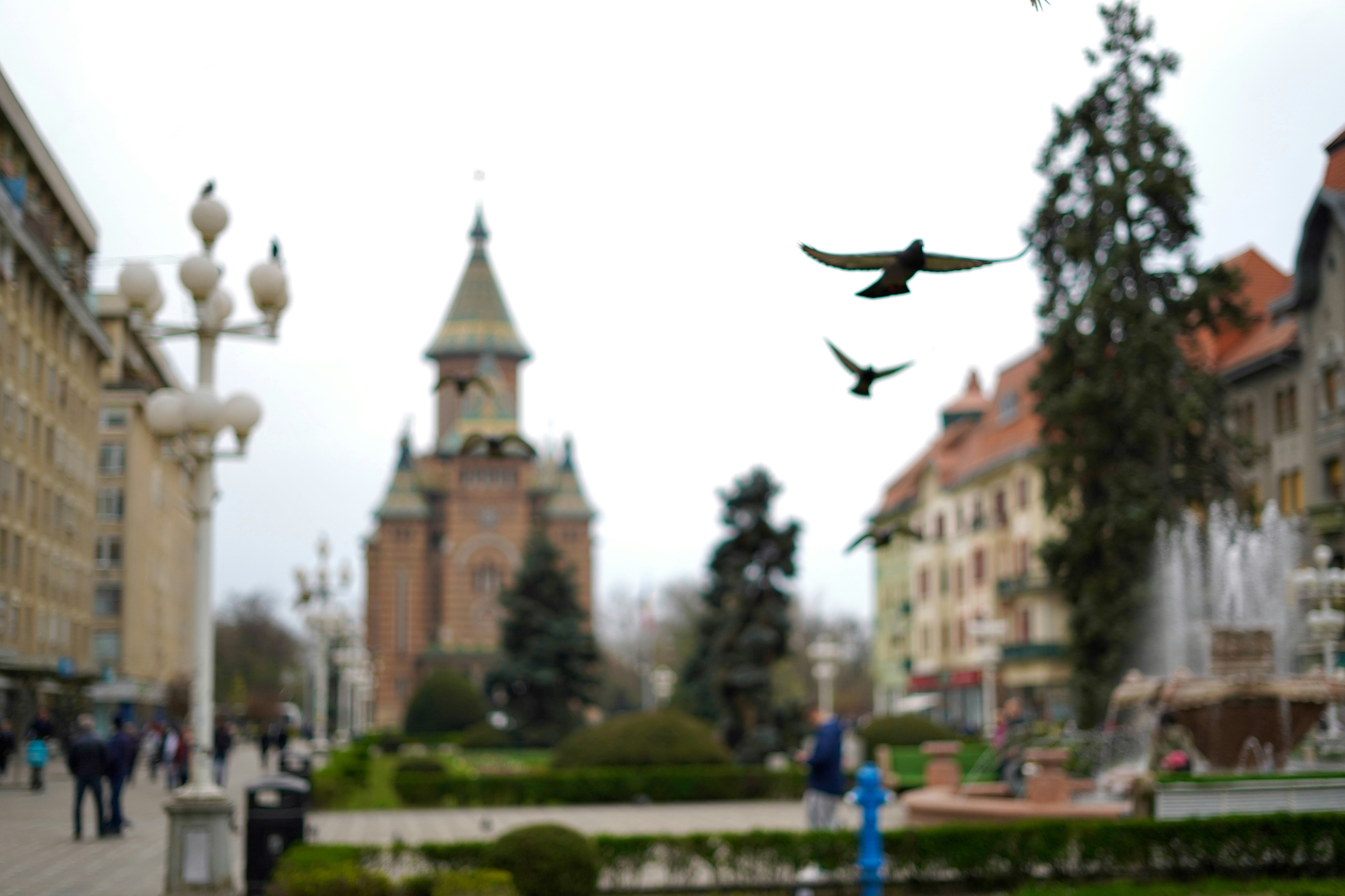 City Square with Flying Pigeons and Clock Tower in Soft Focus