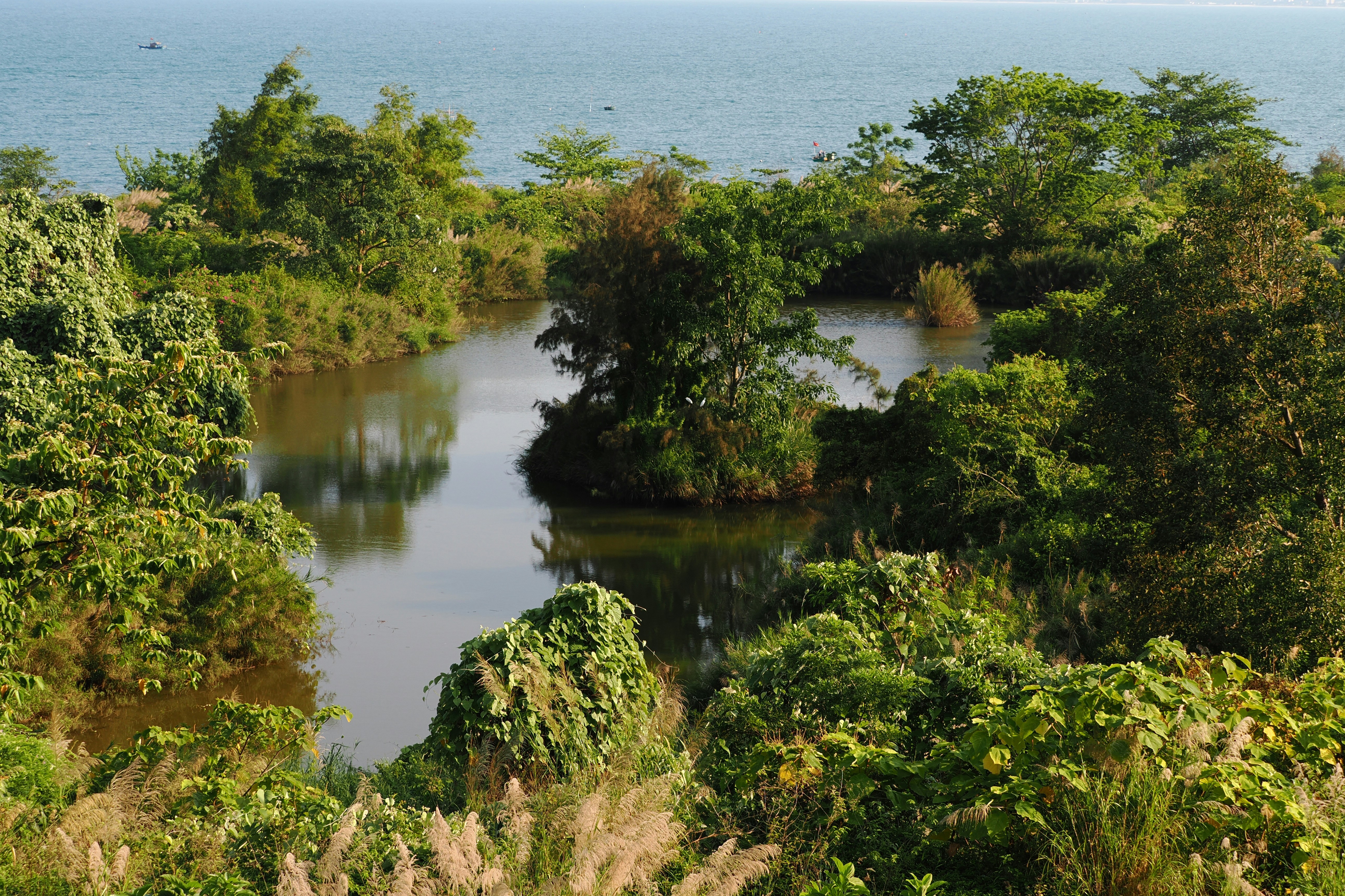 Coastline Oasis: A Quiet Lagoon Framed by Green Canopy