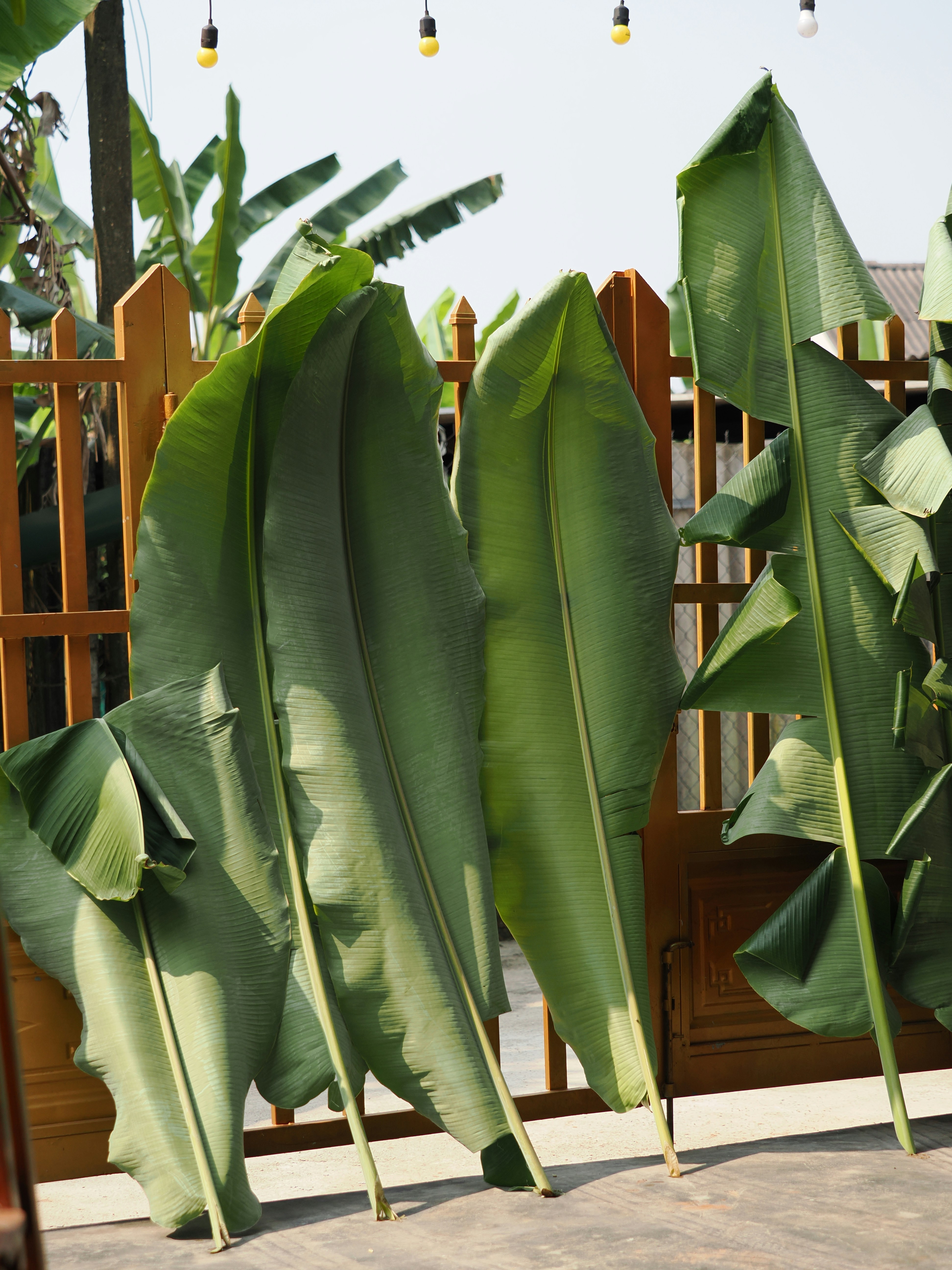 Banana Leaves Framed by a Garden Fence and Texture of Wood