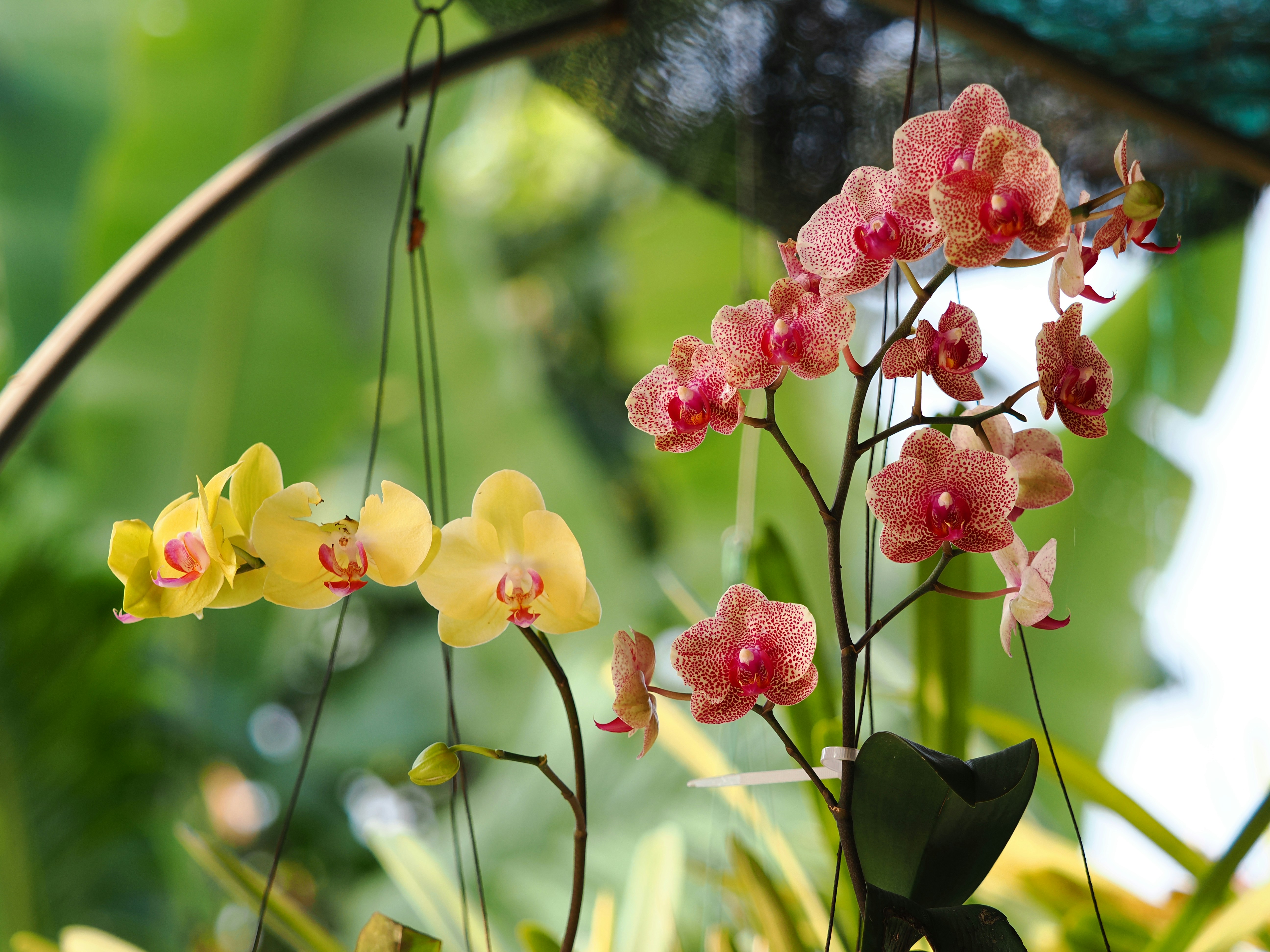 Contrast of Yellow and Pink Orchids in a Greenhouse Arc