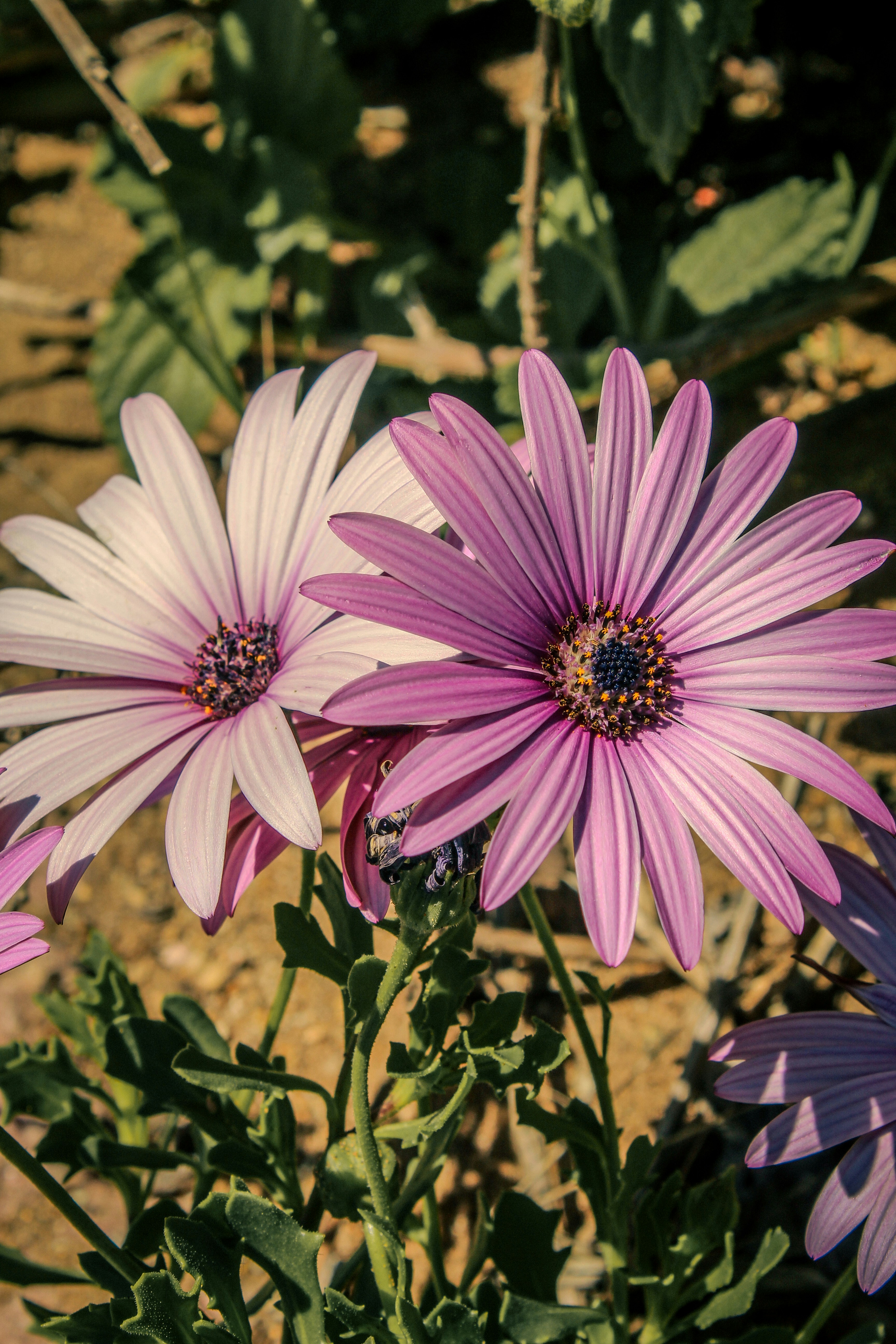 Twin daisies in sunlit bloom