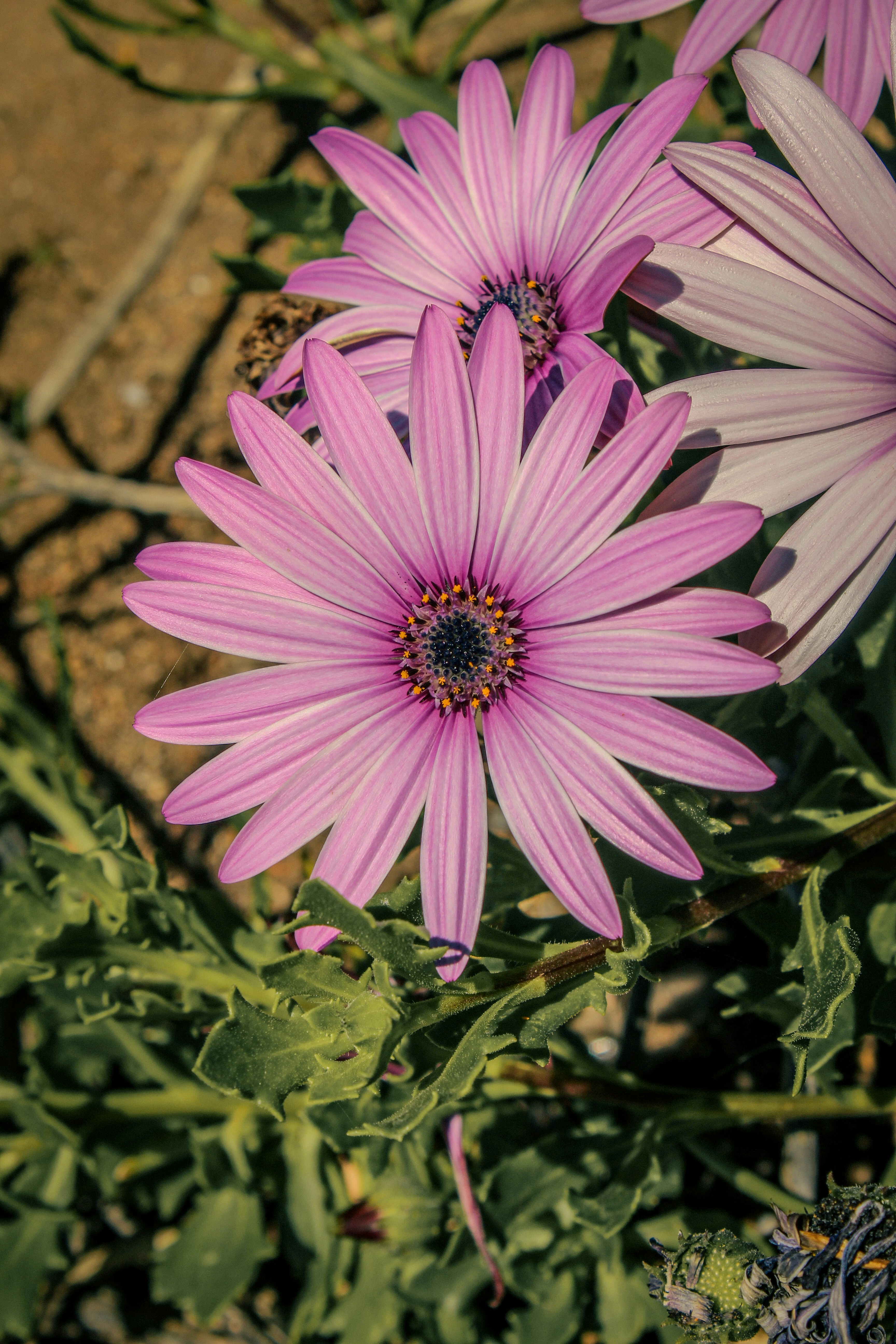 Pink Daisy Bloom Palette: Bright Petals Against Desert Soil
