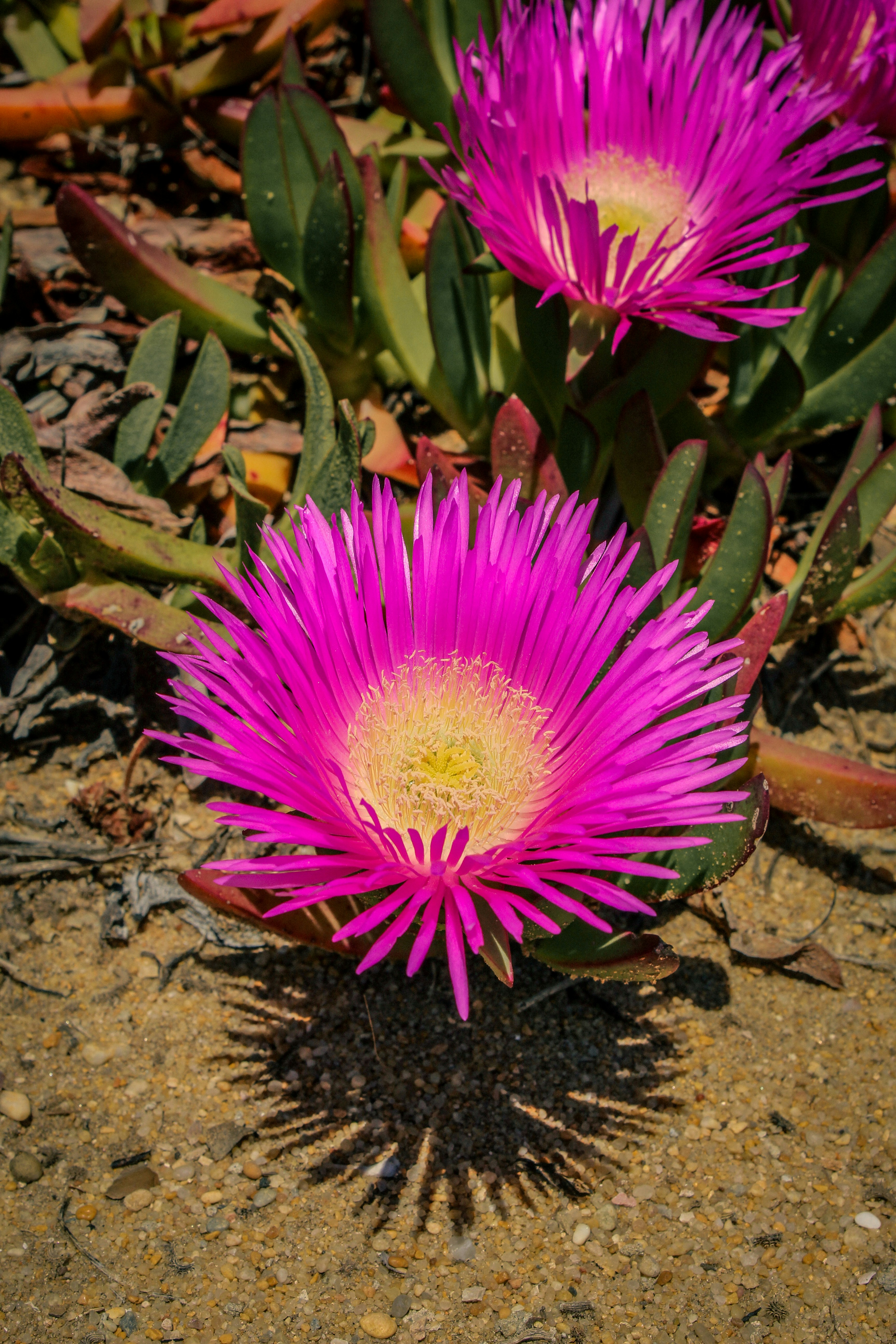 Magenta bloom and sunlit ground: a desert flower in sharp focus