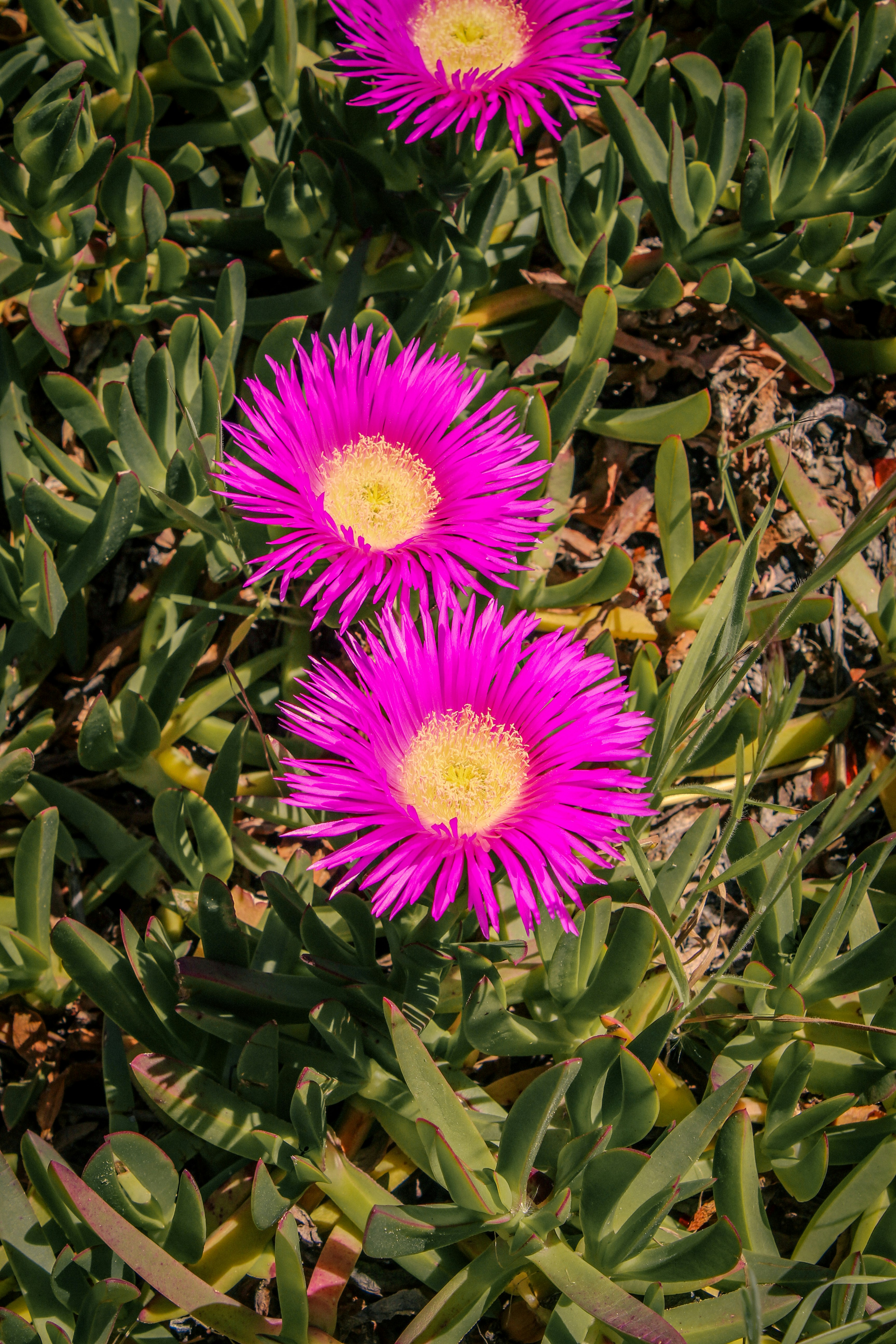 Three Magenta Asters: Neon Flowers Rising from Green foliage