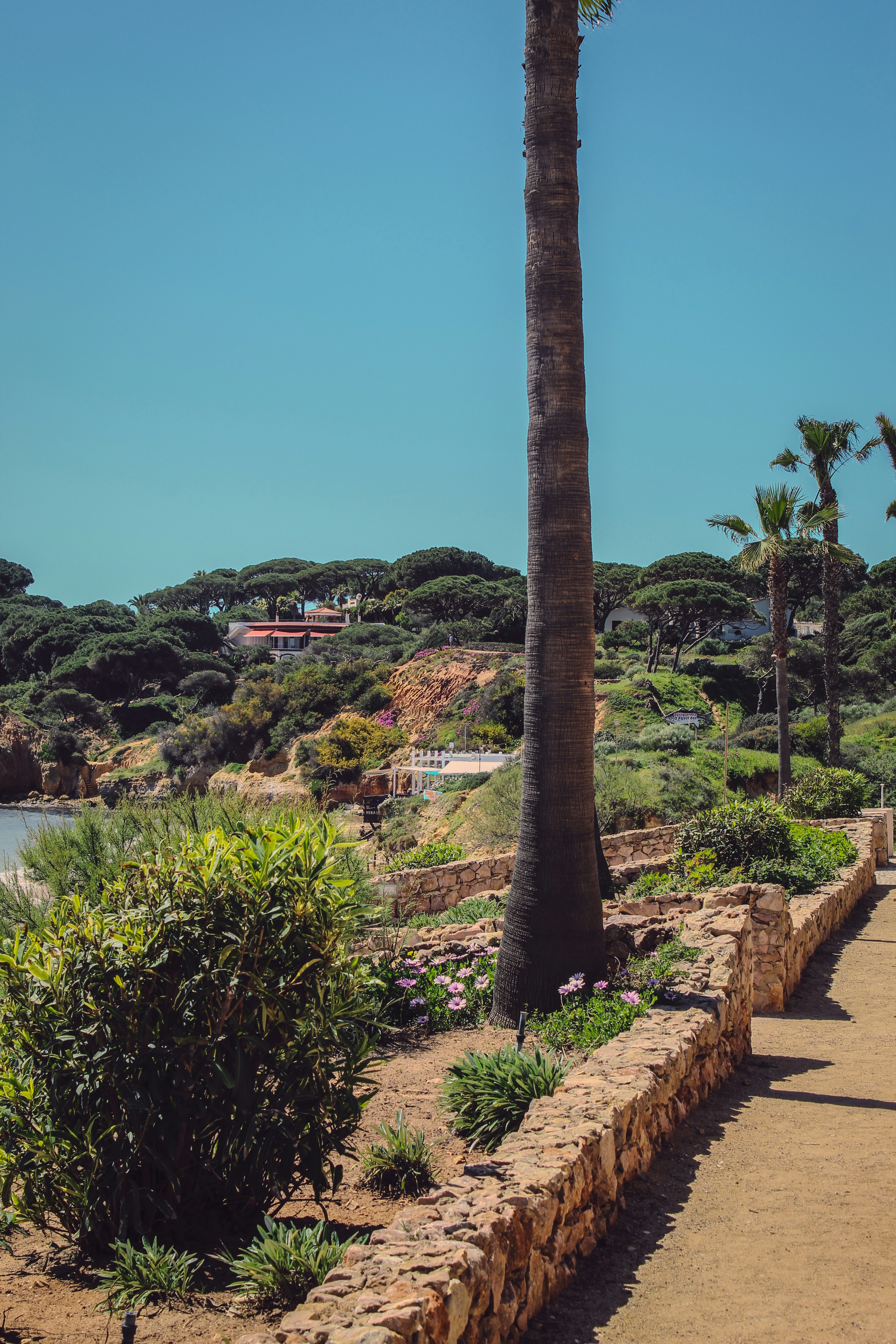 Coastal Pathway Framing a Prominent Palm