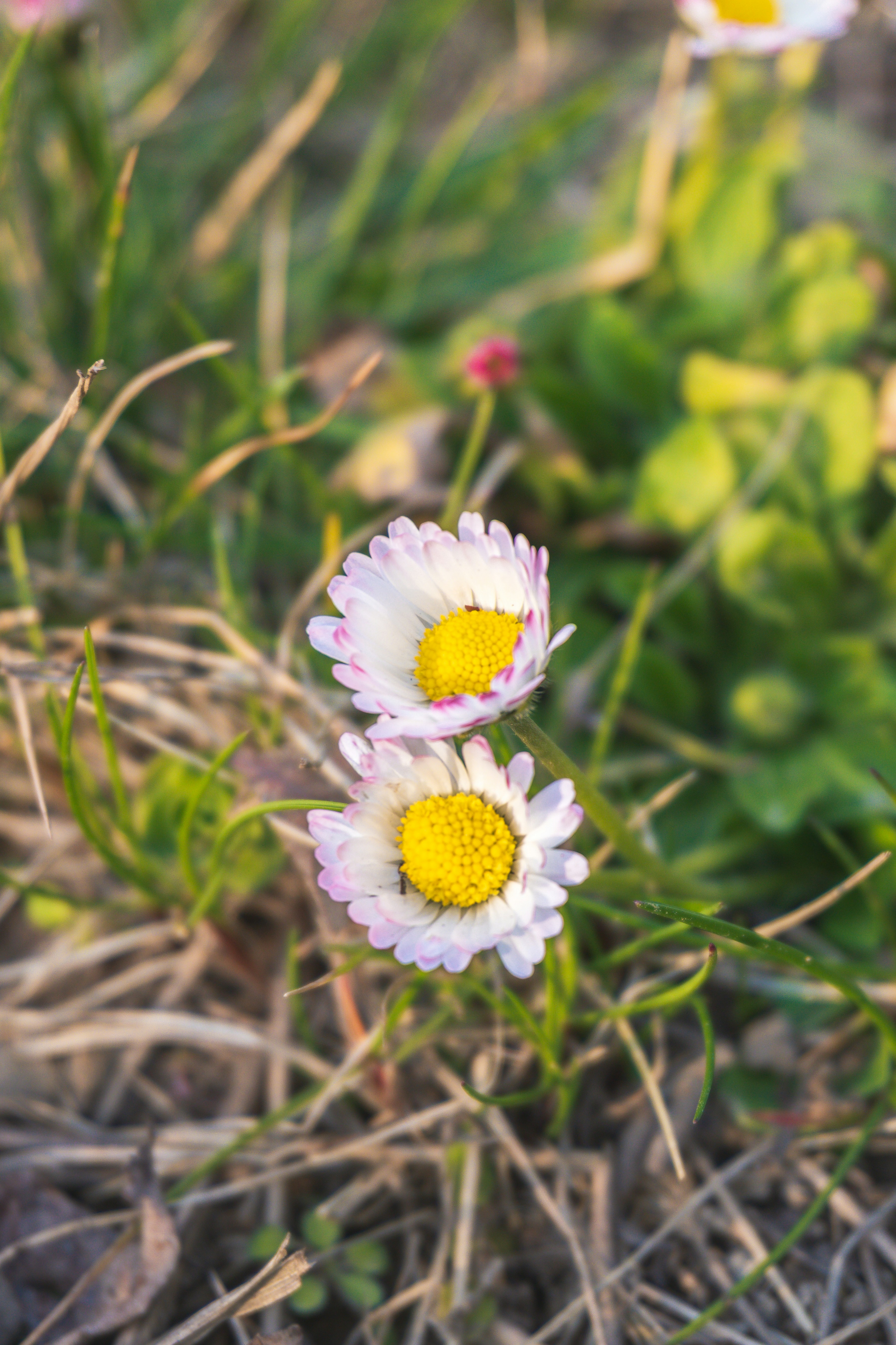 Two daisies among dried grass in soft sunlit meadow