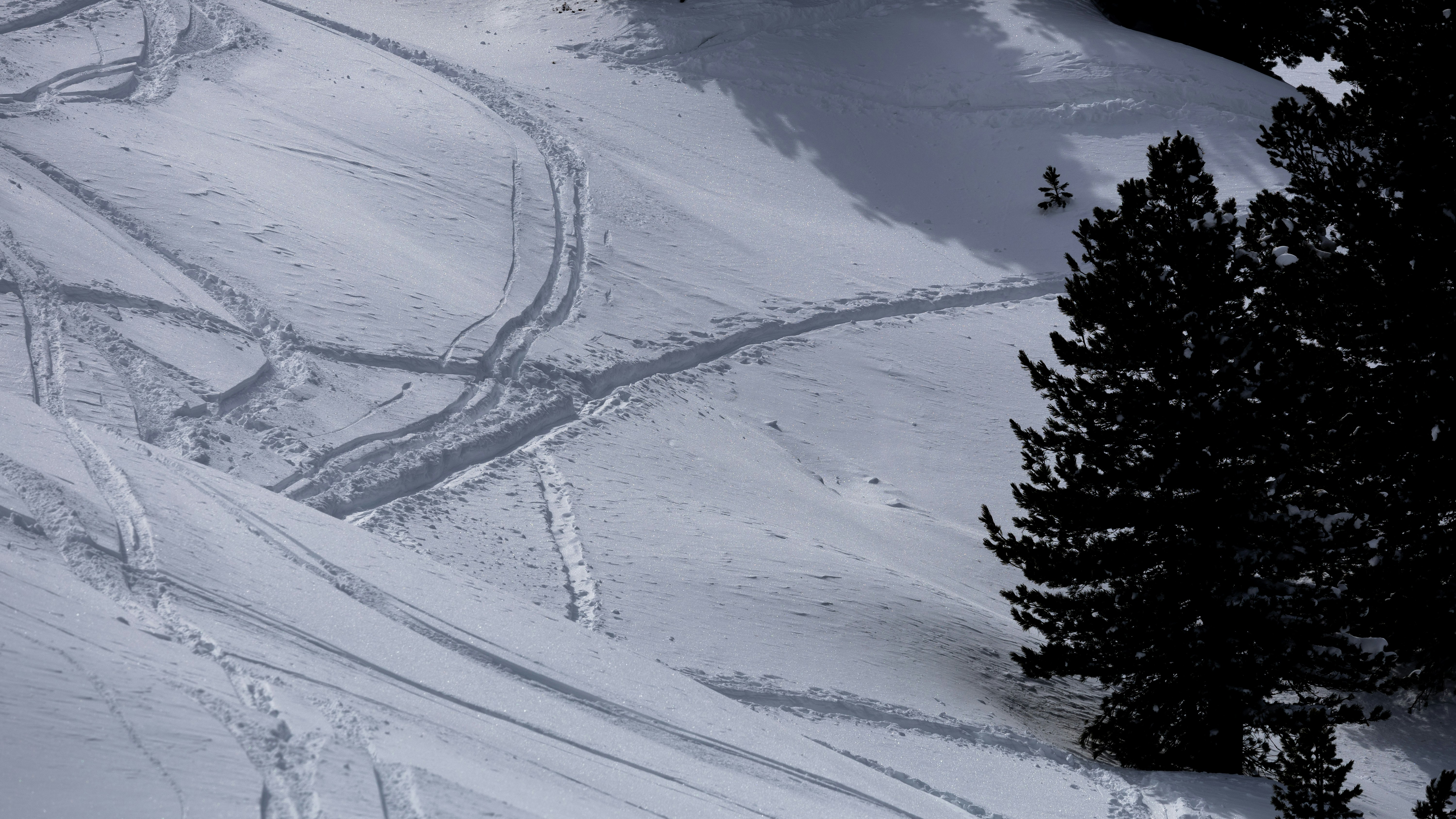 Snow-covered slope with winding ski tracks and a silhouette of a pine tree; a minimal alpine landscape emphasizing texture and contrast in winter light.