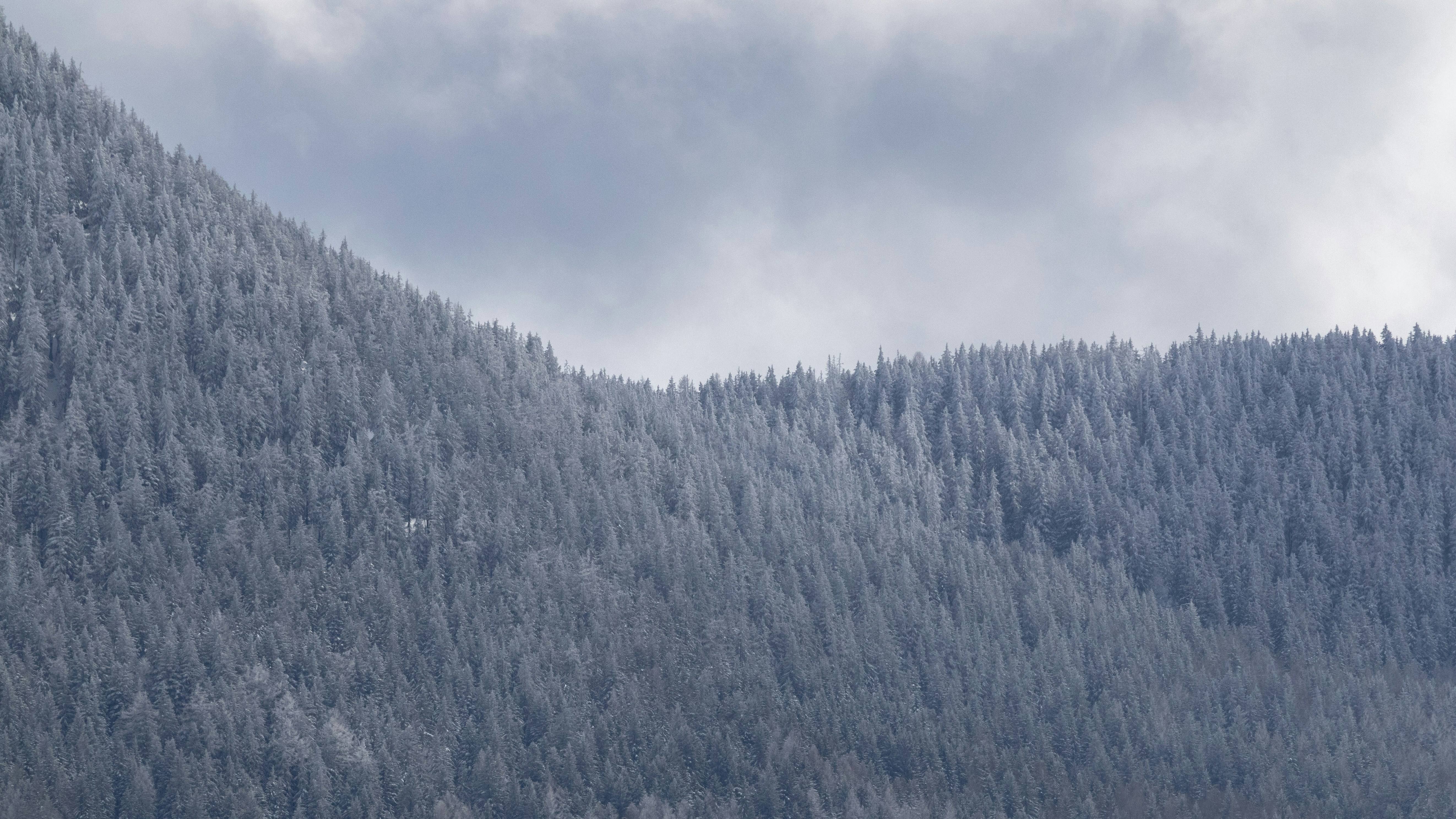 Mist on the Pines: A Quiet Ridge Under Afterglow