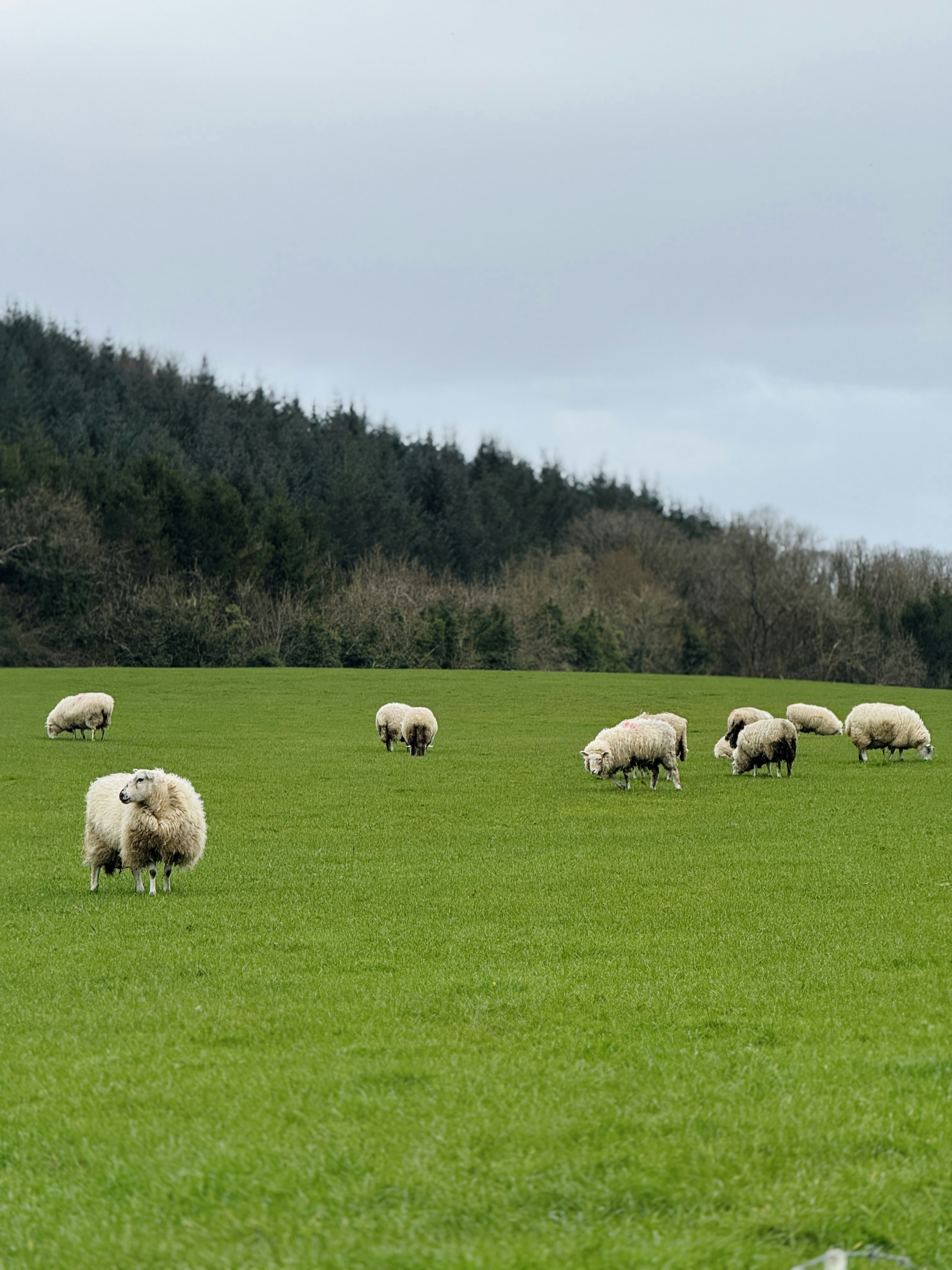 Pasture of Woolly Wanderers Under a Quiet Sky
