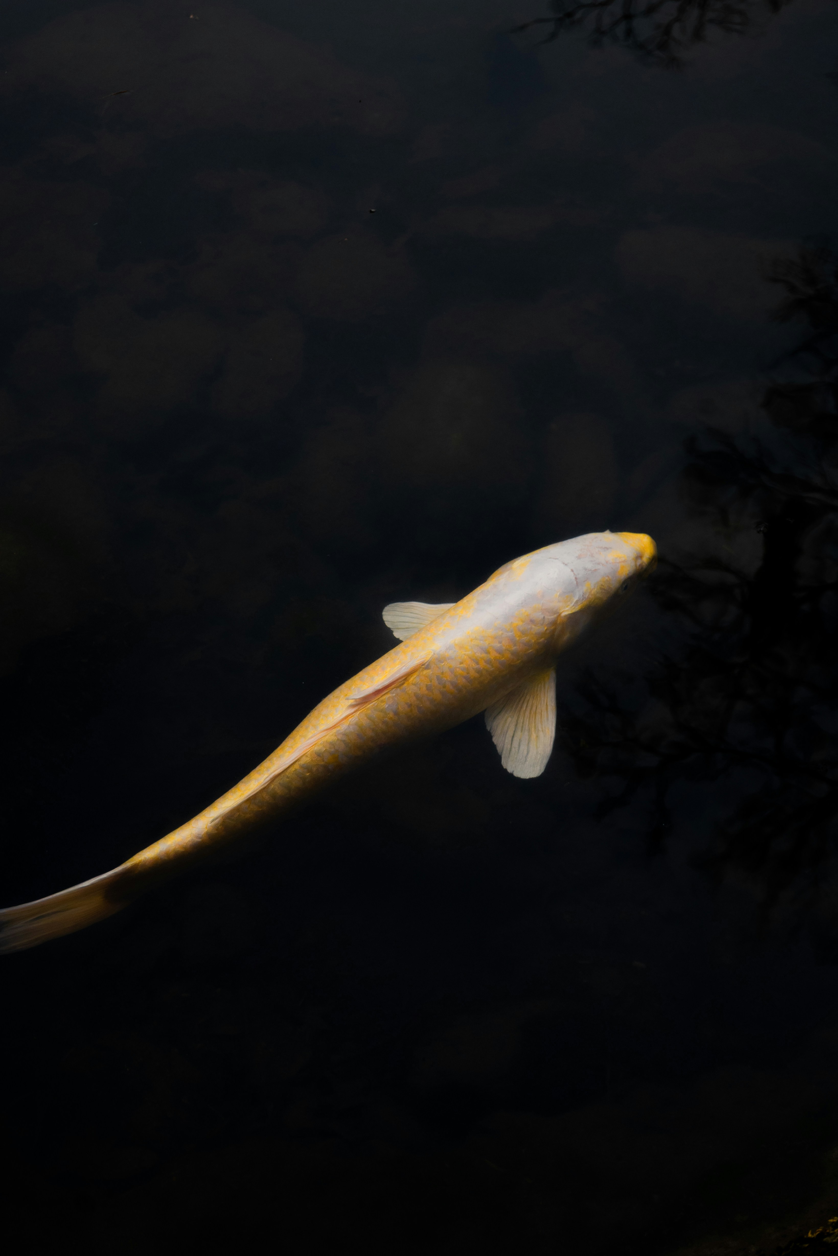 Golden koi gliding through dark pond