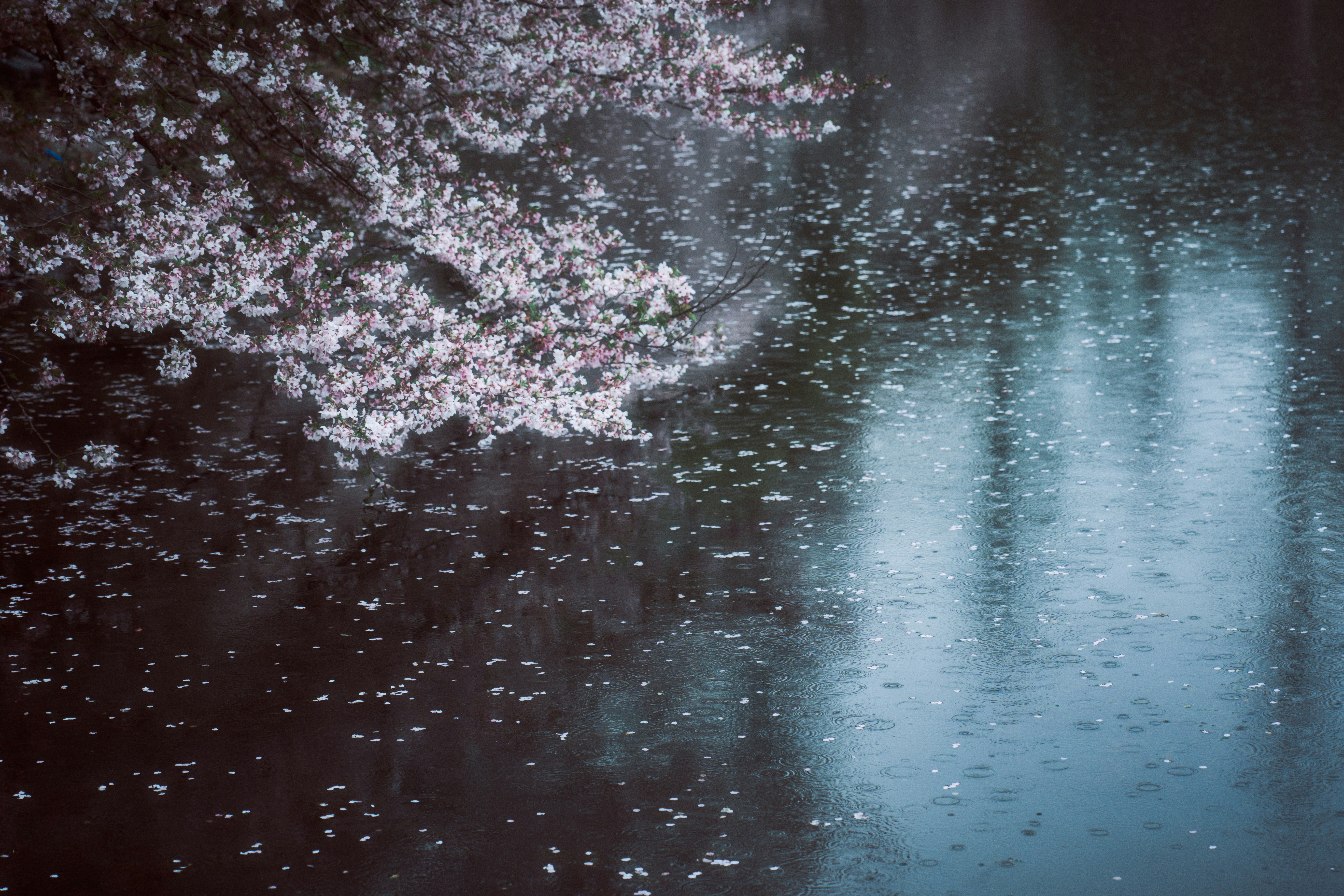 Cherry Blossom Drift Across a Quiet Pond