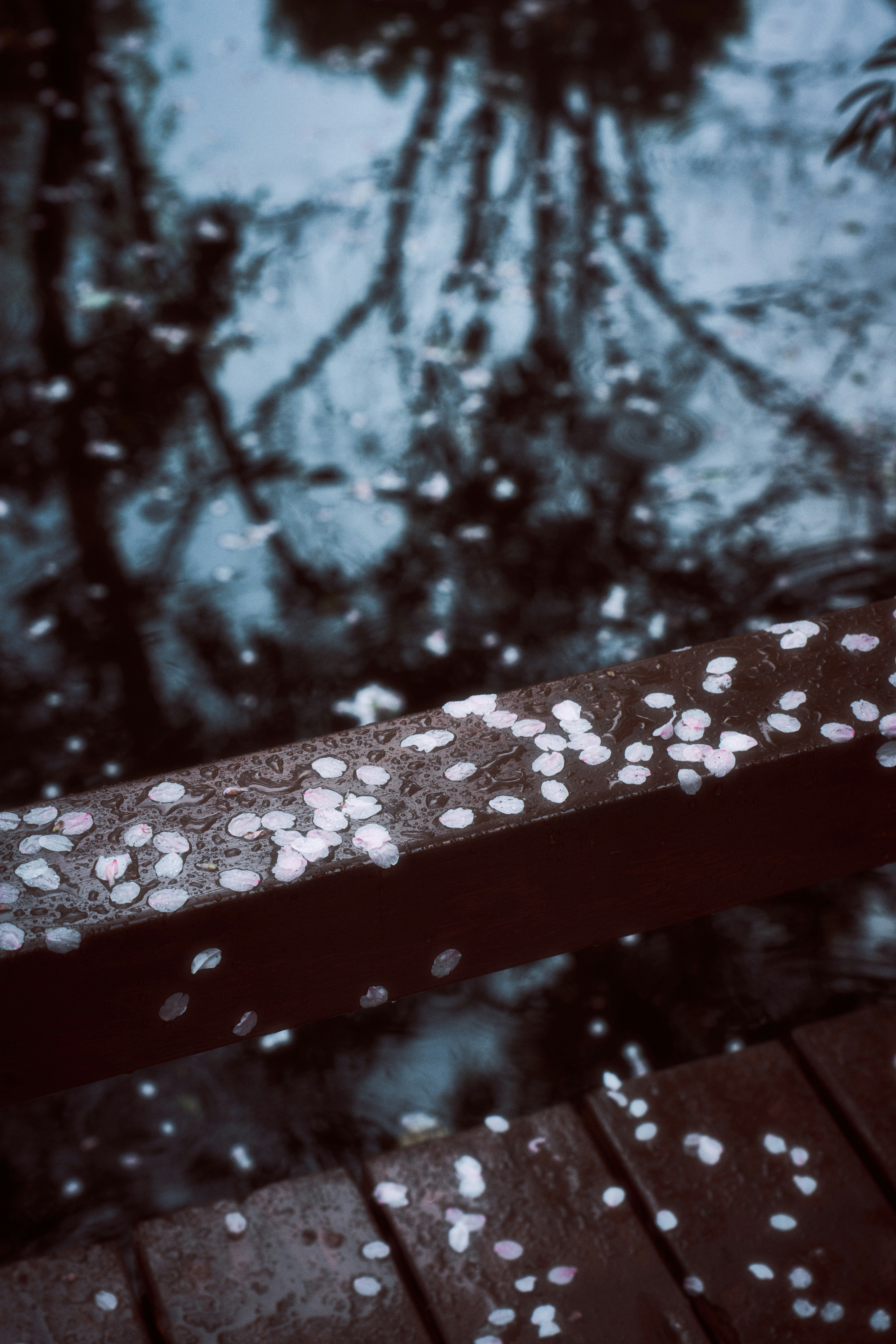 Weathered railing speckled with petals over still water reflecting trees