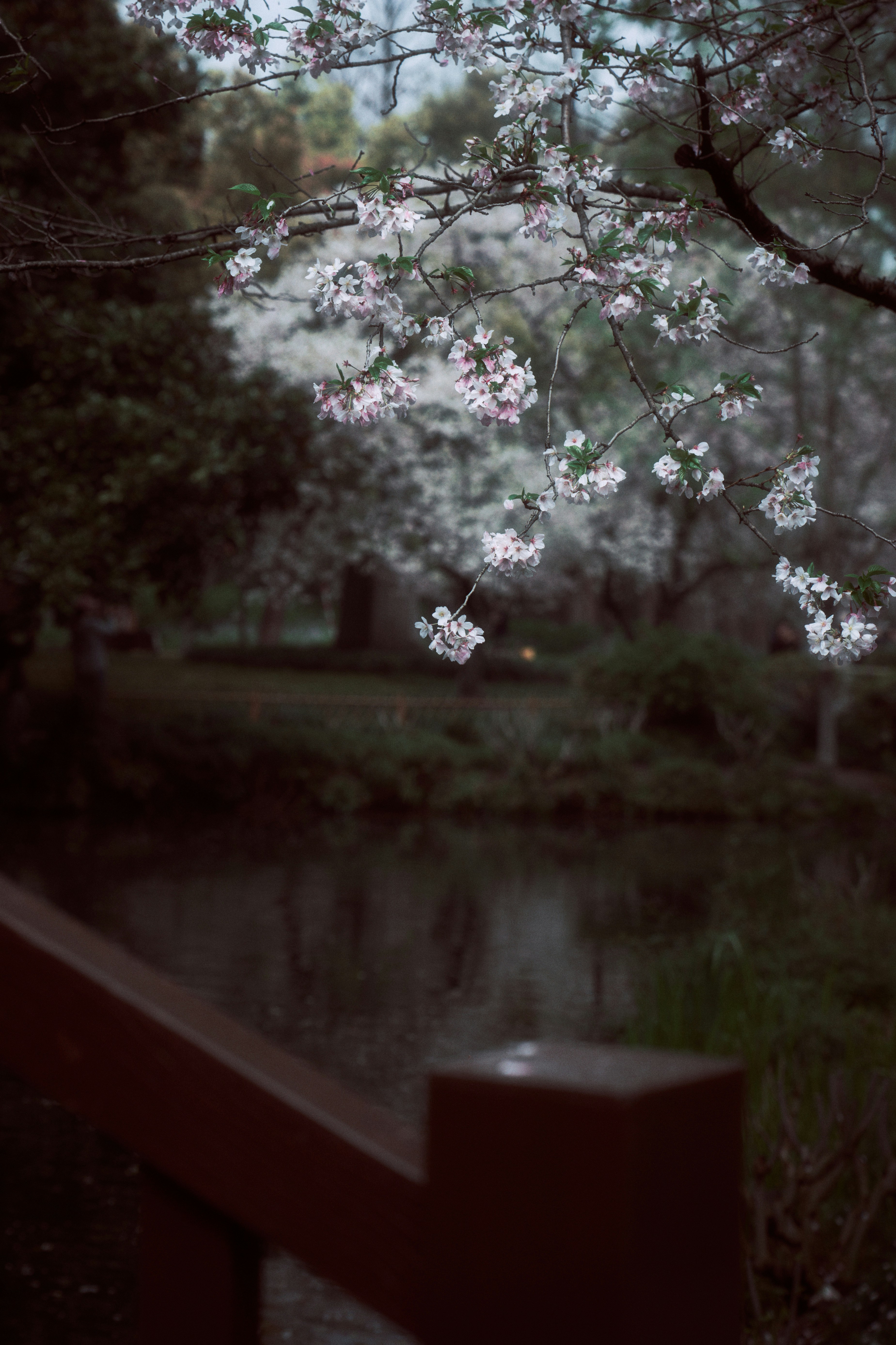 Blossoms Over the Quiet Pond