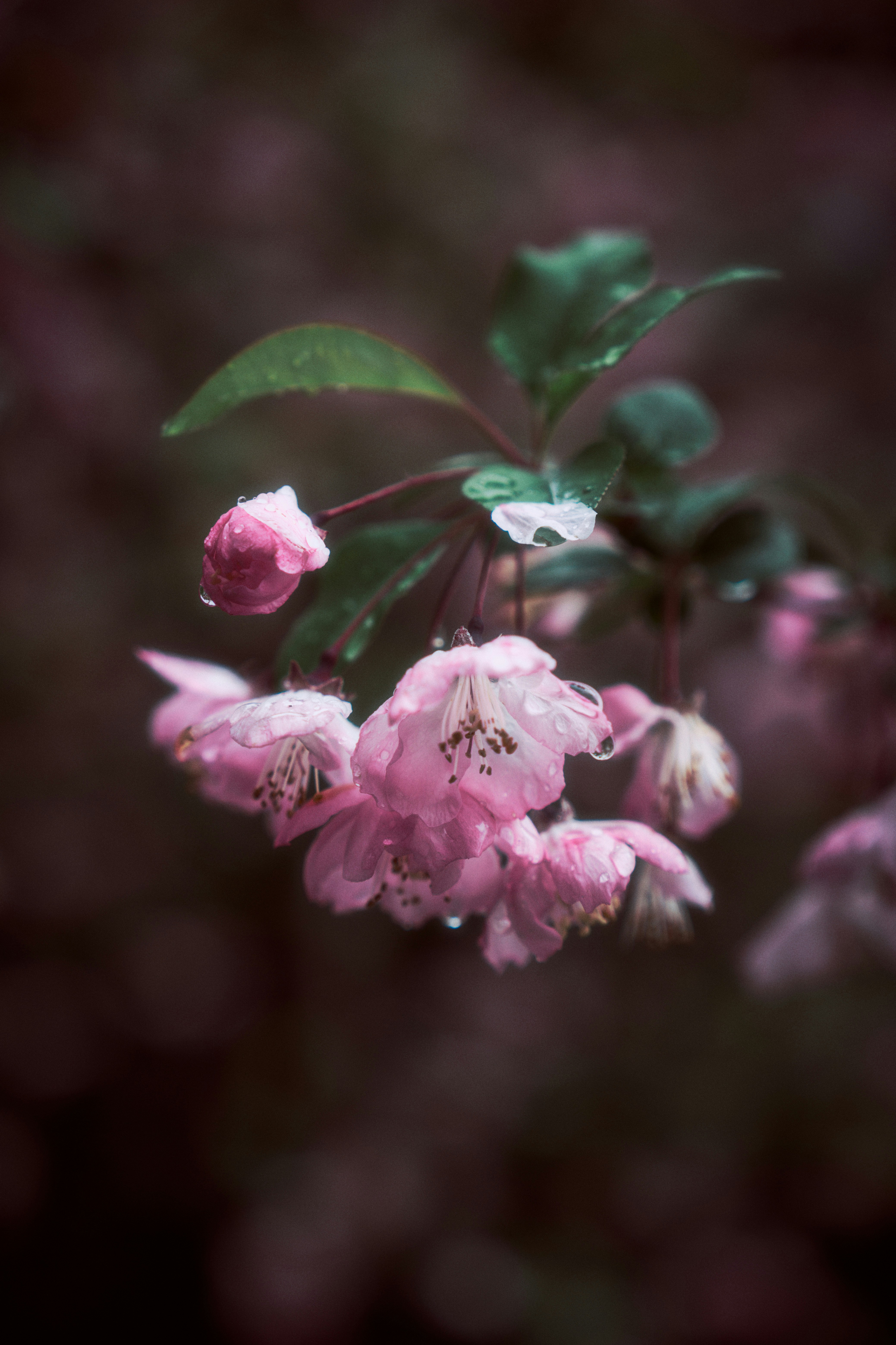 Soft Pink Bloom: A Close Whisper of Cherry Blossoms
