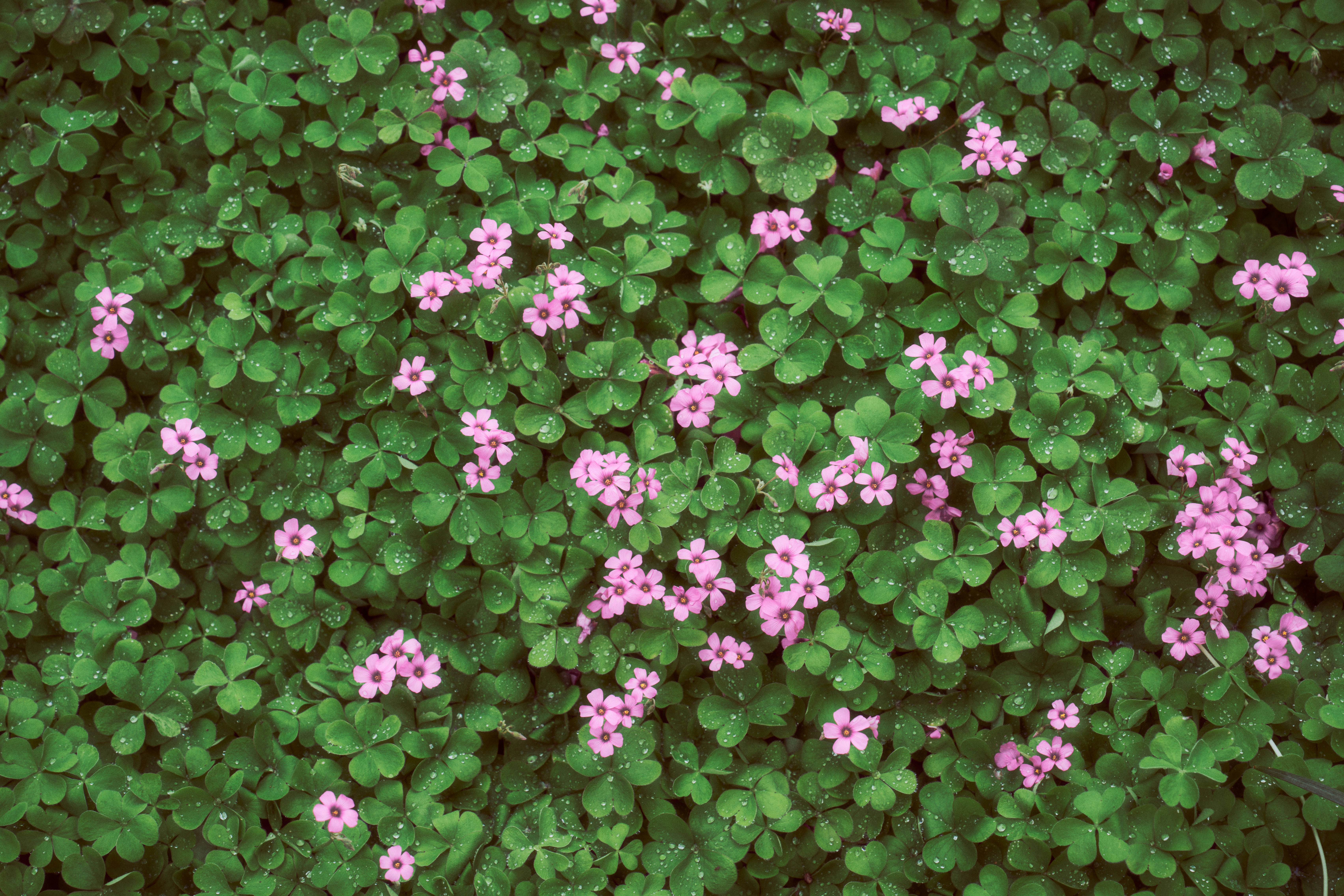 Emerald Carpet with Rosy Clusters: A Field of Pink Blooms
