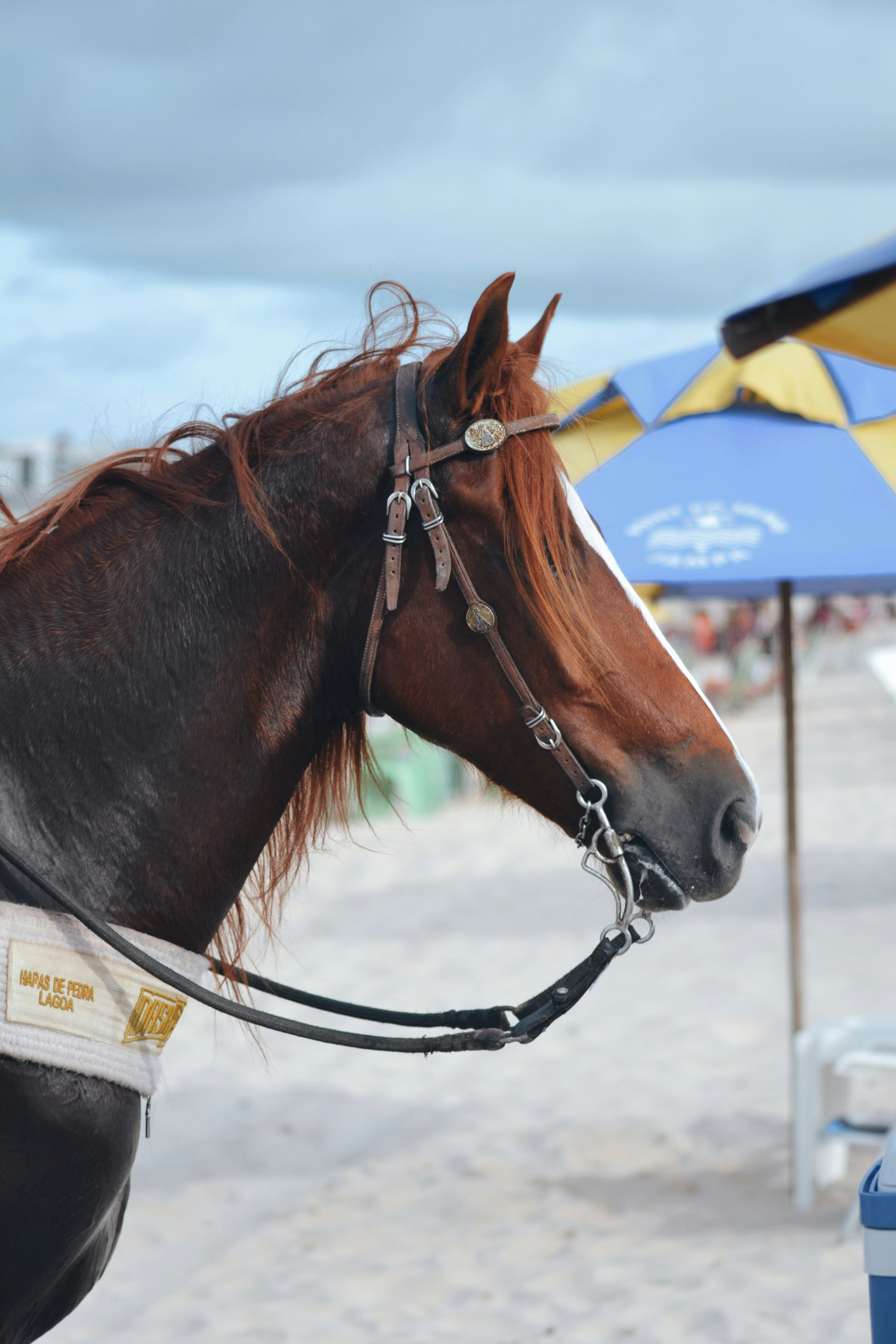 Chestnut Thoroughbred at Rest: Bridle Details and Beachside Setup