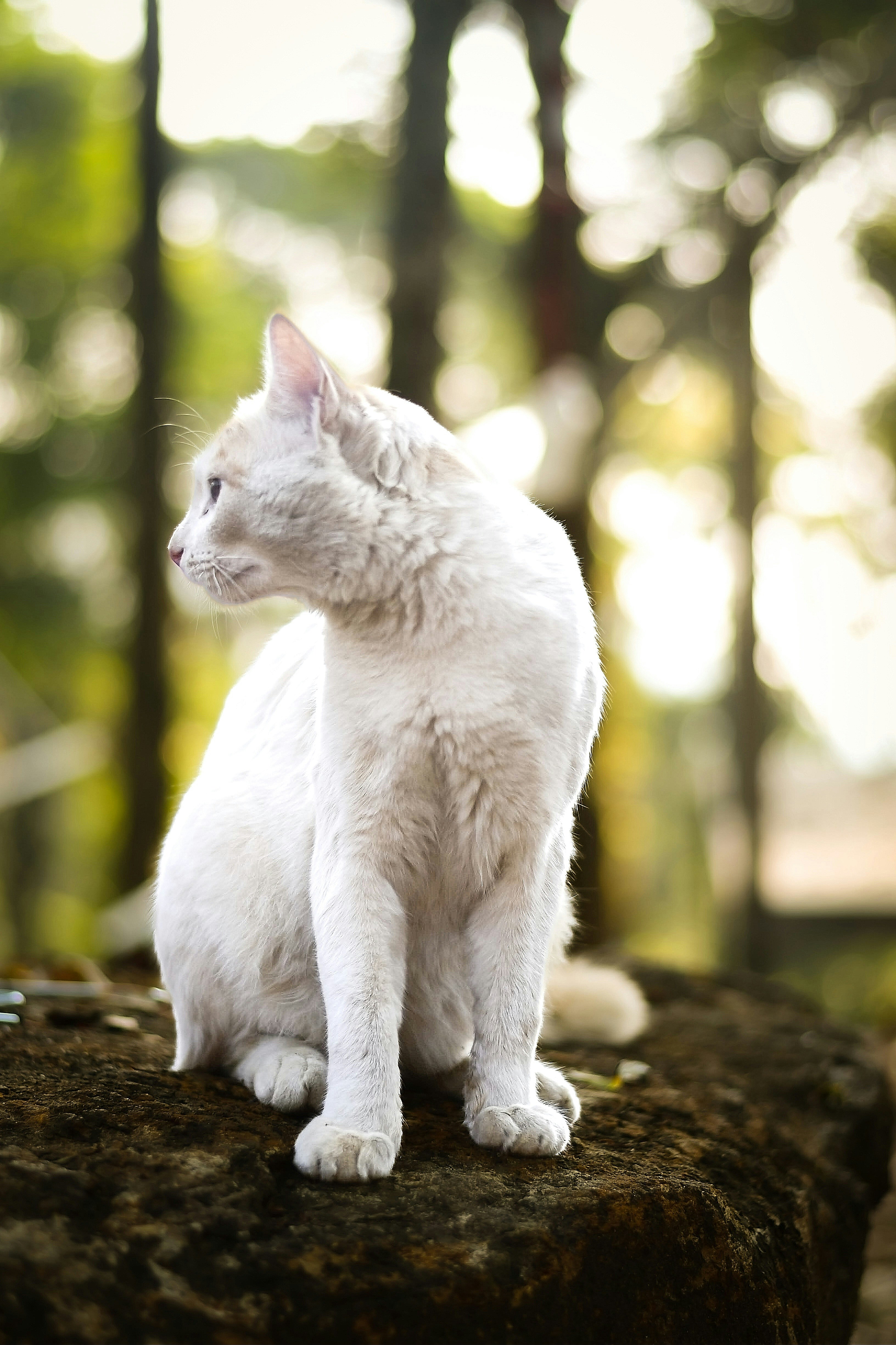 White Cat in Dappled Woodland Portrait