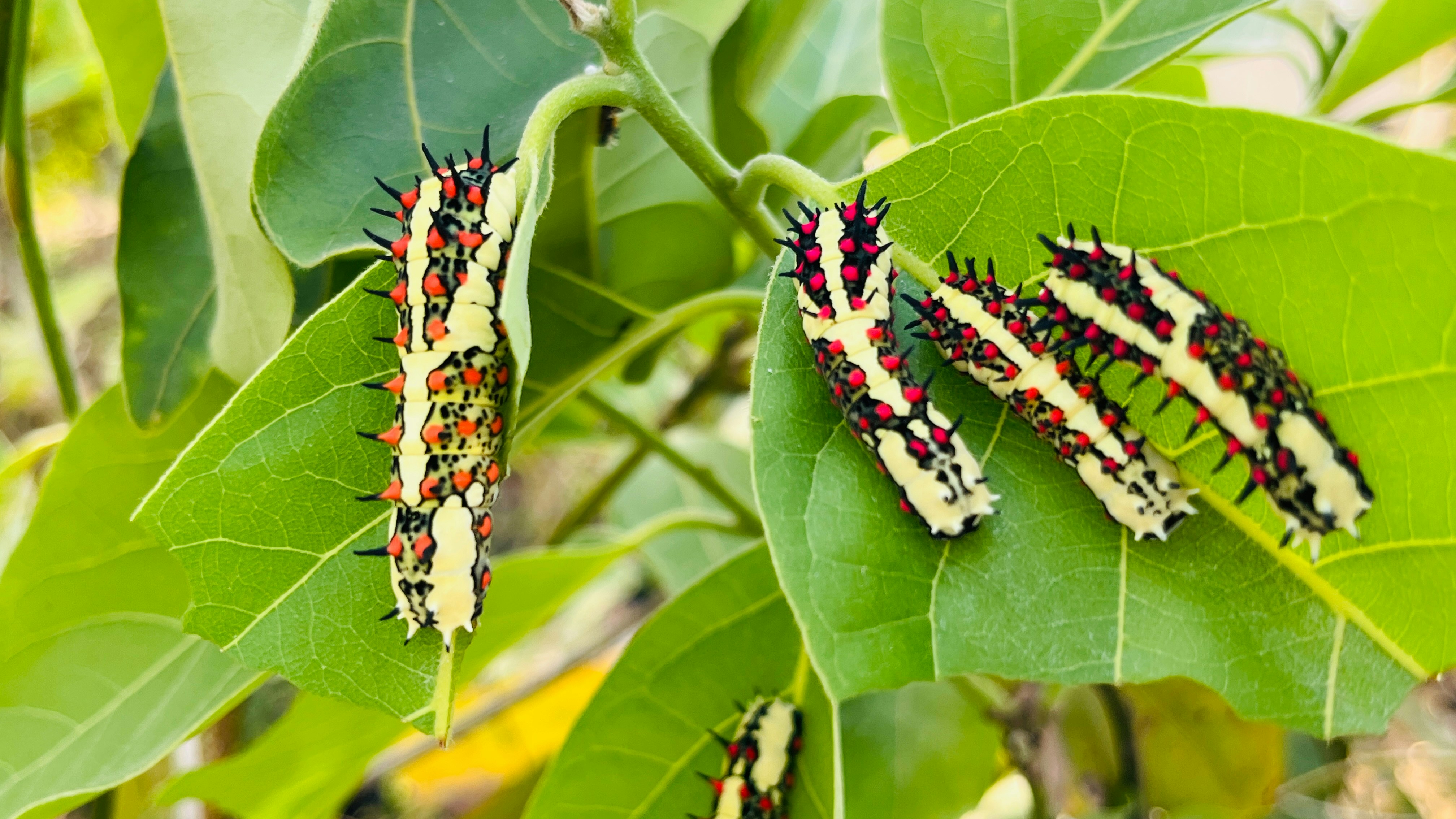 Colorful Swallowtail Caterpillars on Fresh Green Leaves