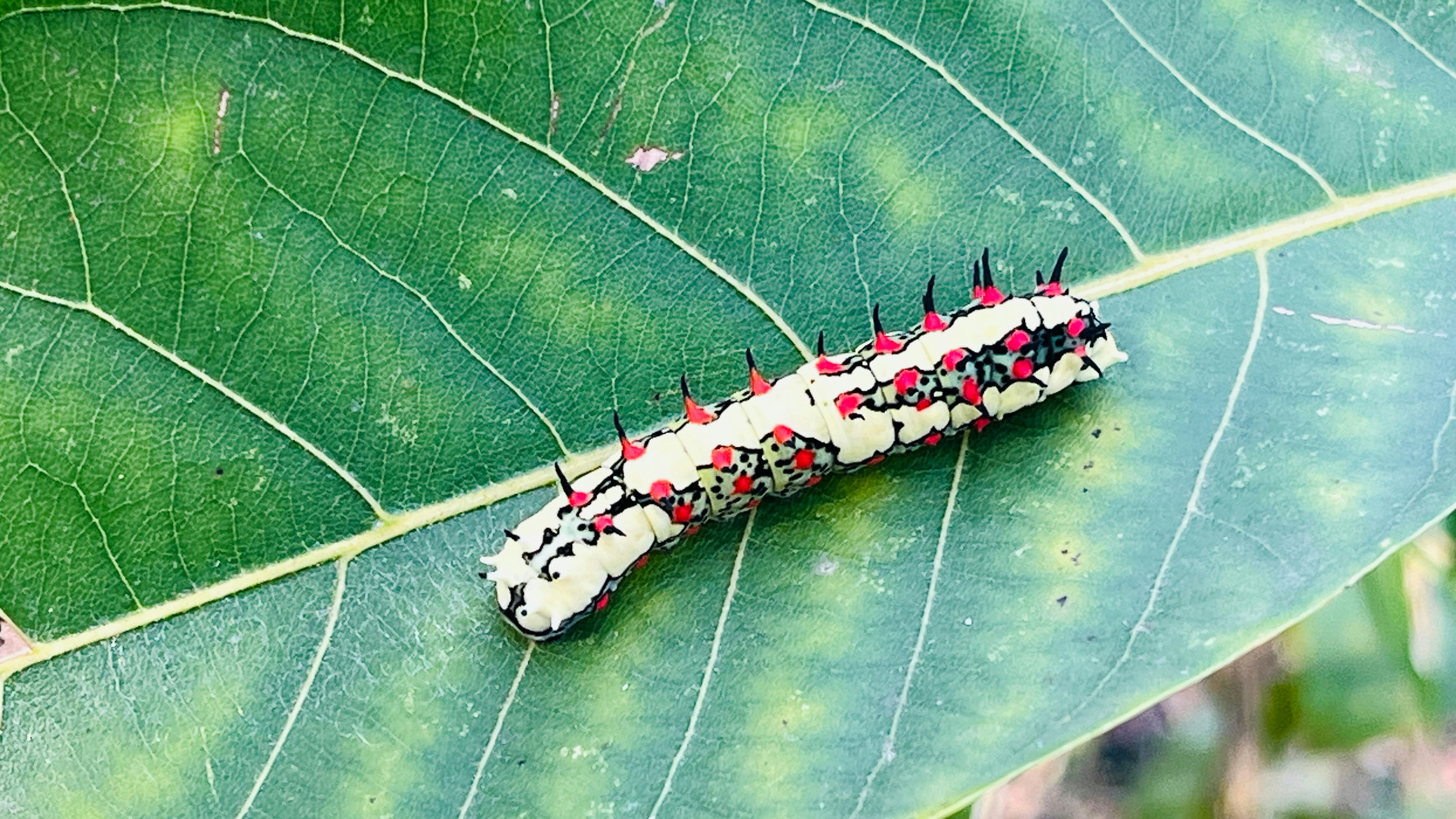Prized Caterpillar Parade Across a Leaf