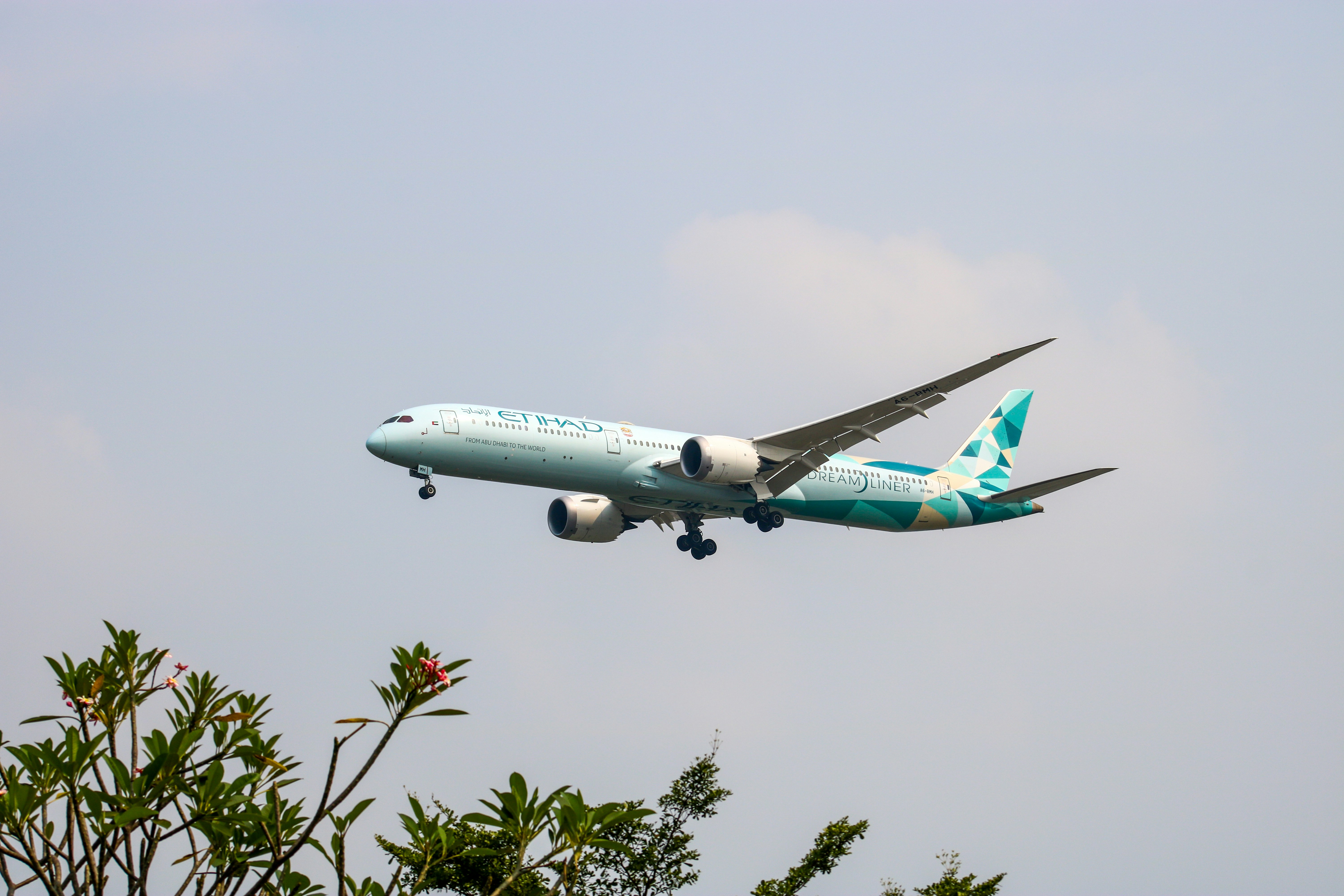 Emerging from the Tree Line: A Turquoise Tail Tracks Across a Clear Sky